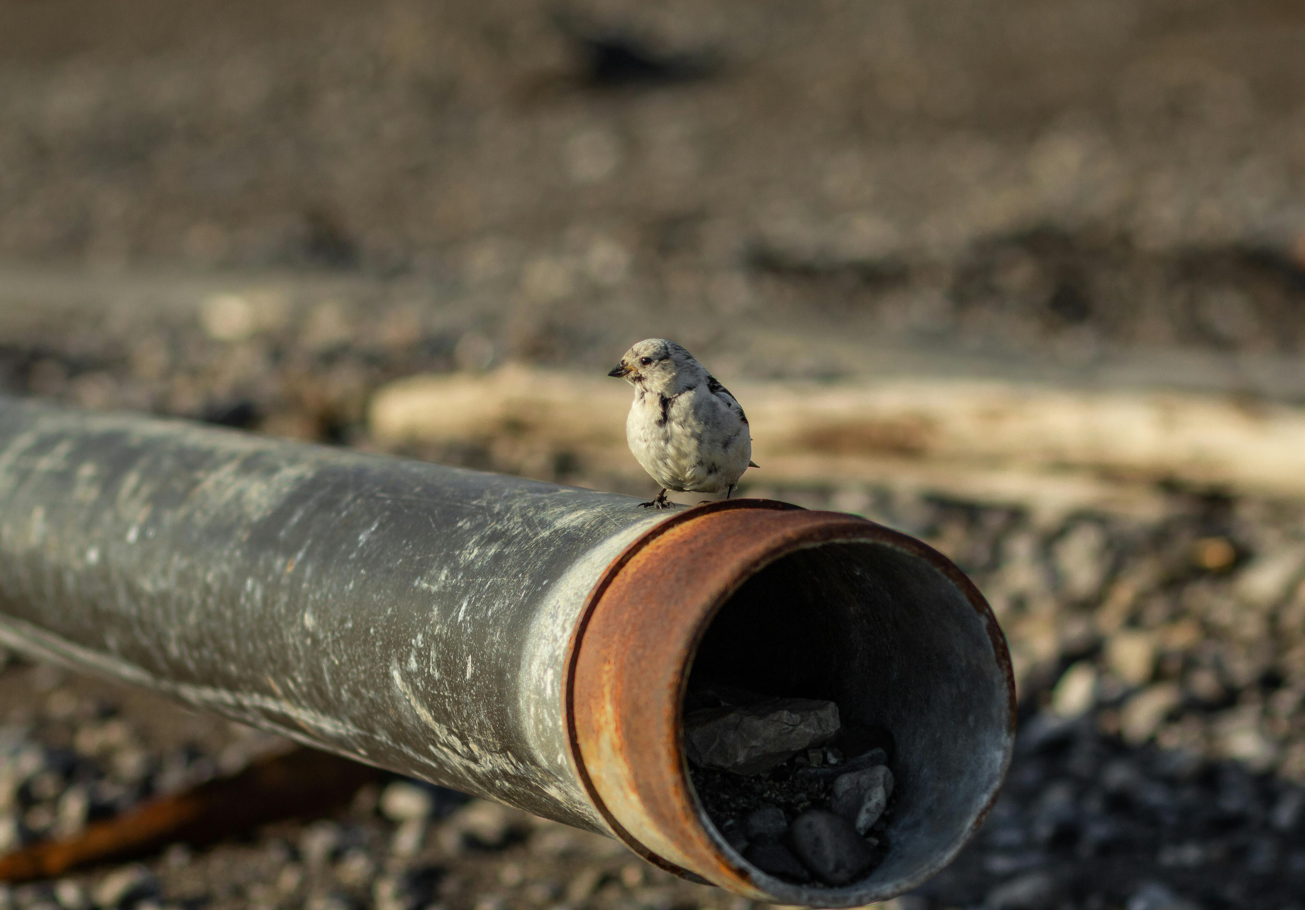 A Bird Standing on the Metal Pipe · Free Stock Photo