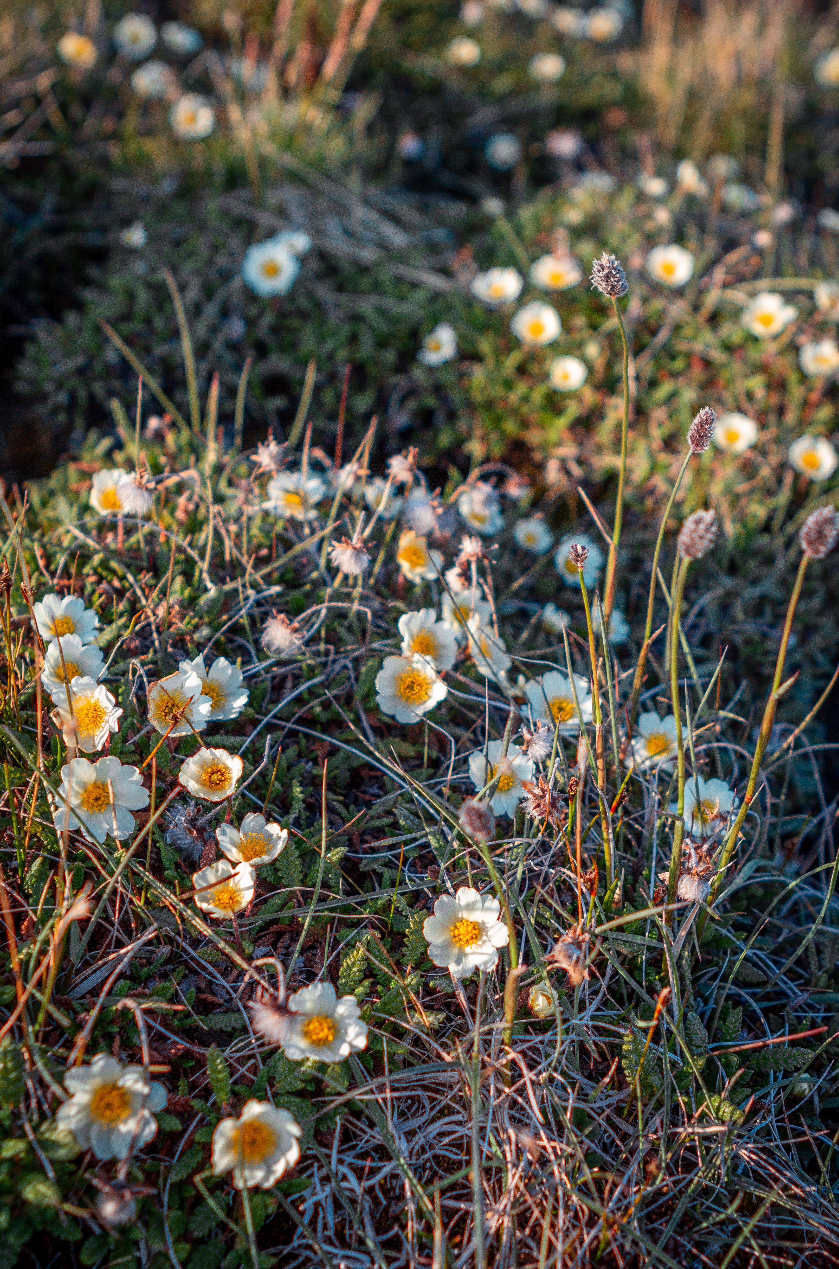 Close-up of Flowers Growing in Field · Free Stock Photo