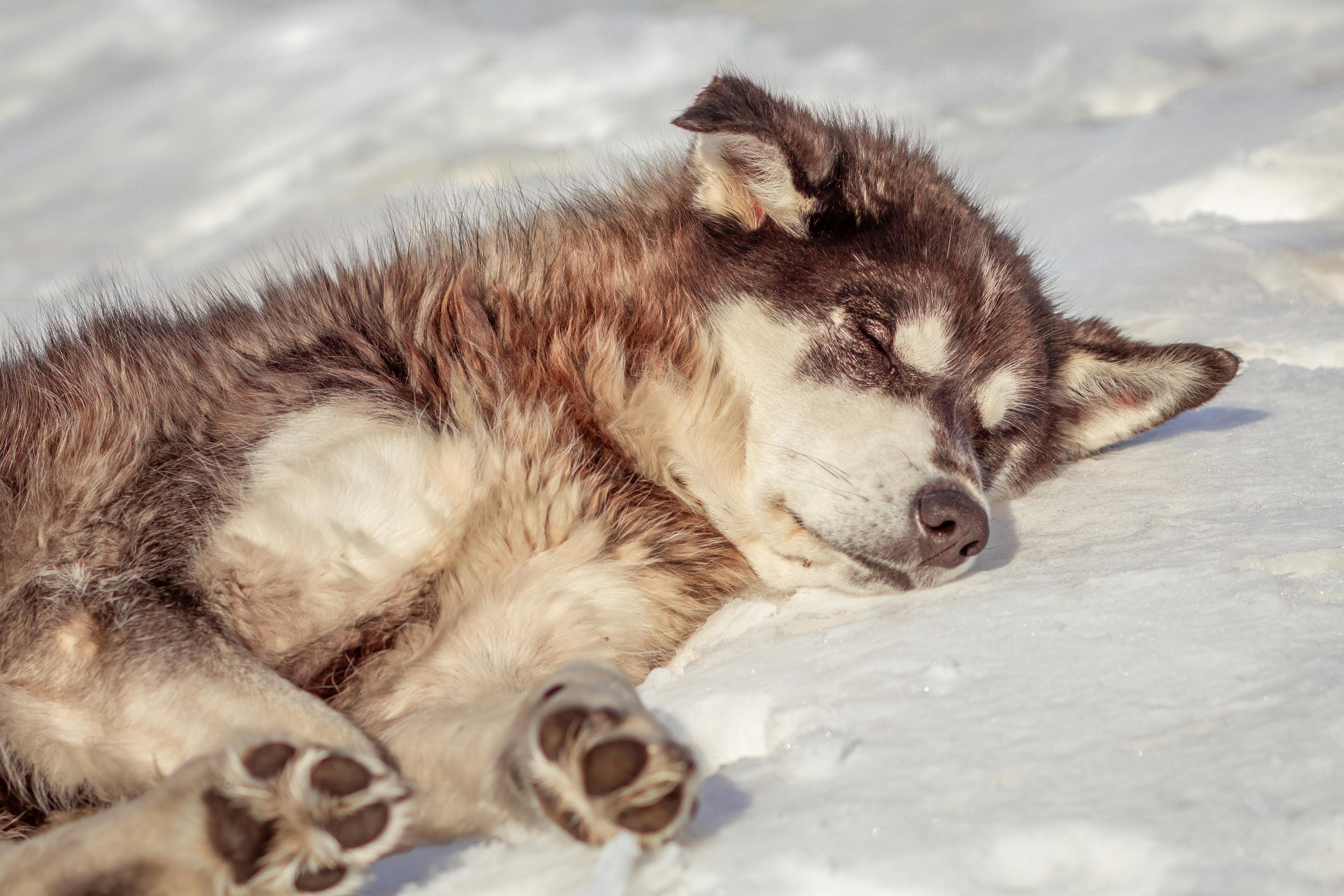 A Dog Sleeping on the Snow Ground · Free Stock Photo