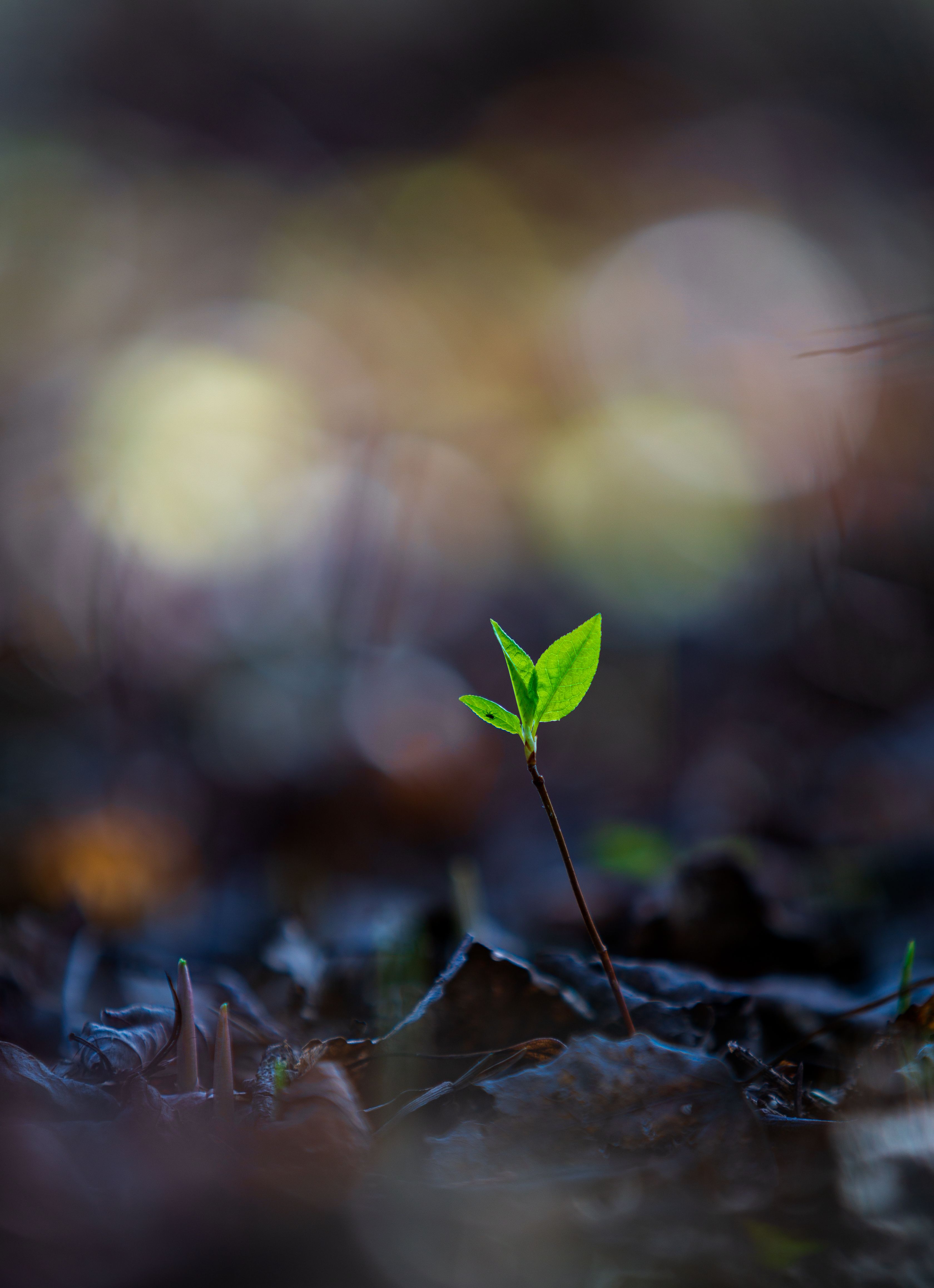 New Life Photos, Download The BEST Free New Life Stock Photos & HD Images
