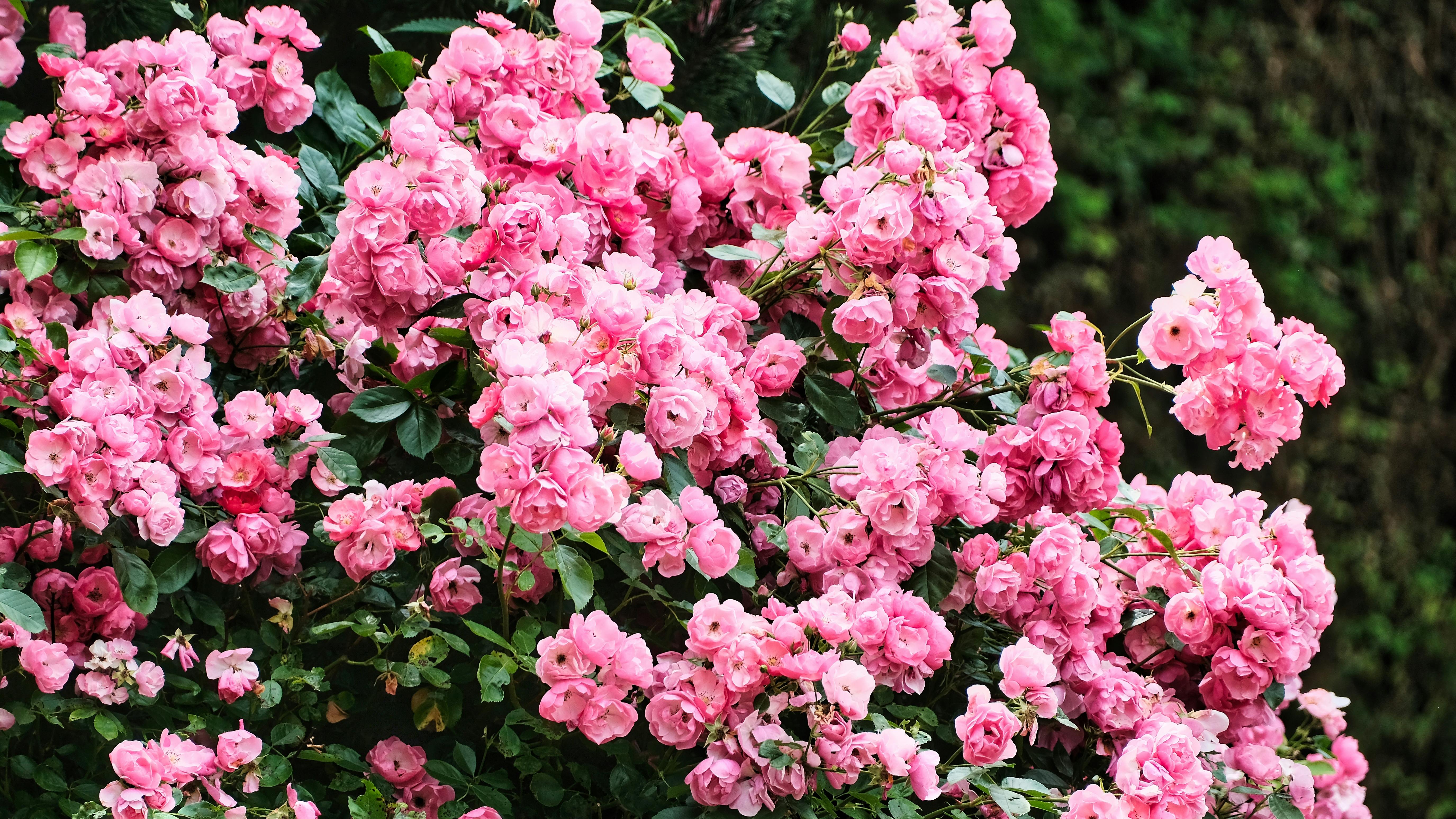Pink Flowers in Bloom · Free Stock Photo