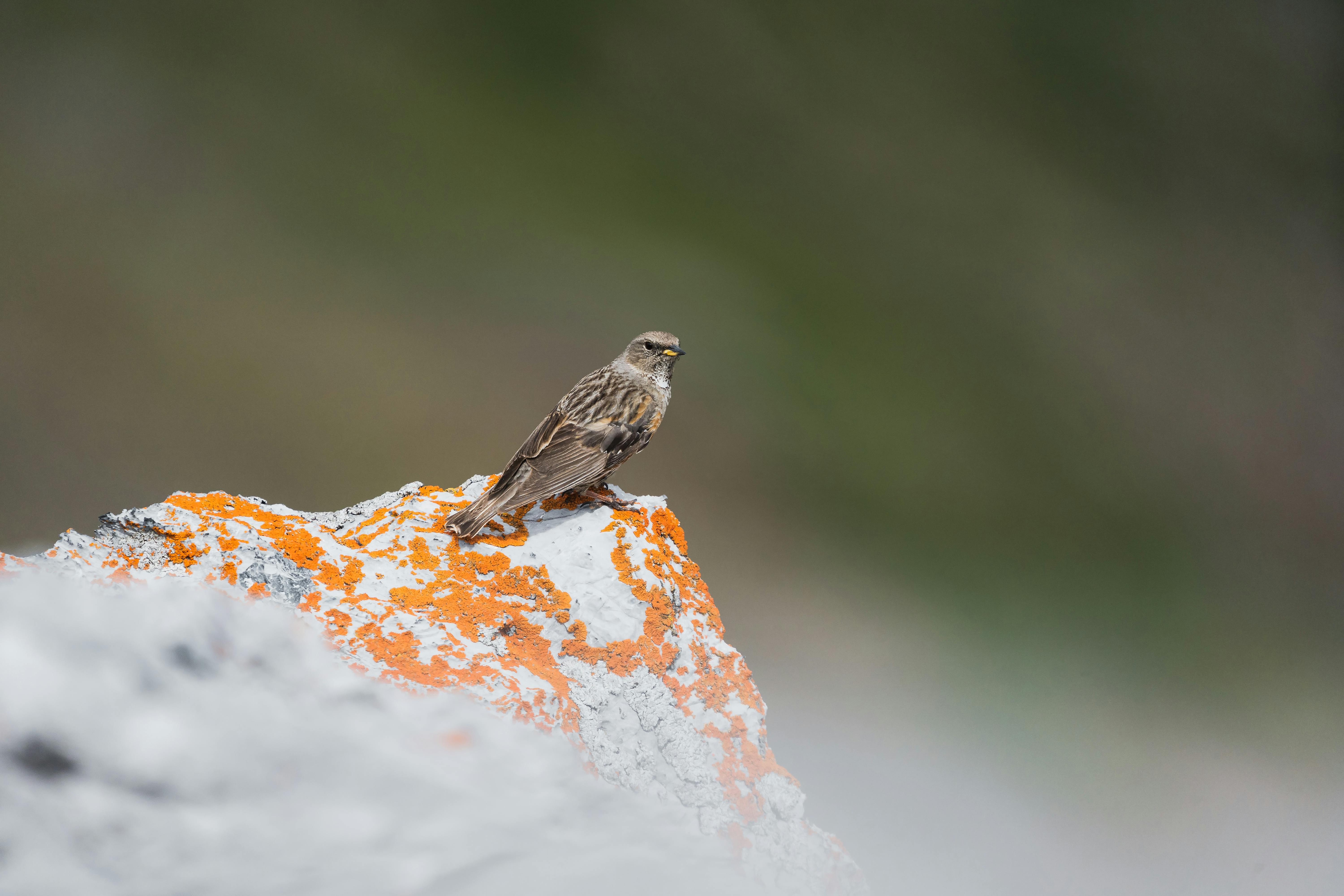 Photo of Bird on Mossy Rock · Free Stock Photo
