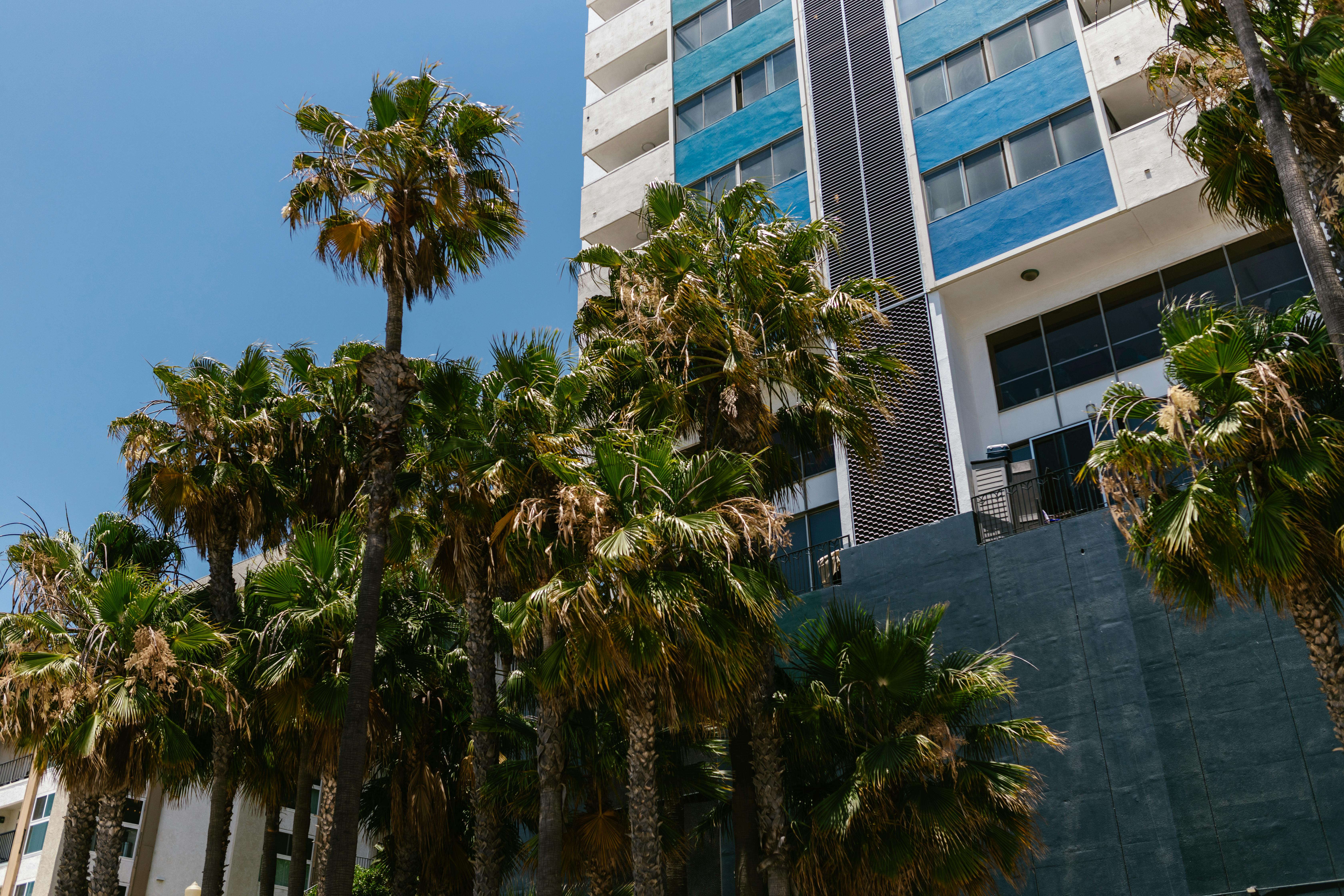 Tree Beside Building · Free Stock Photo