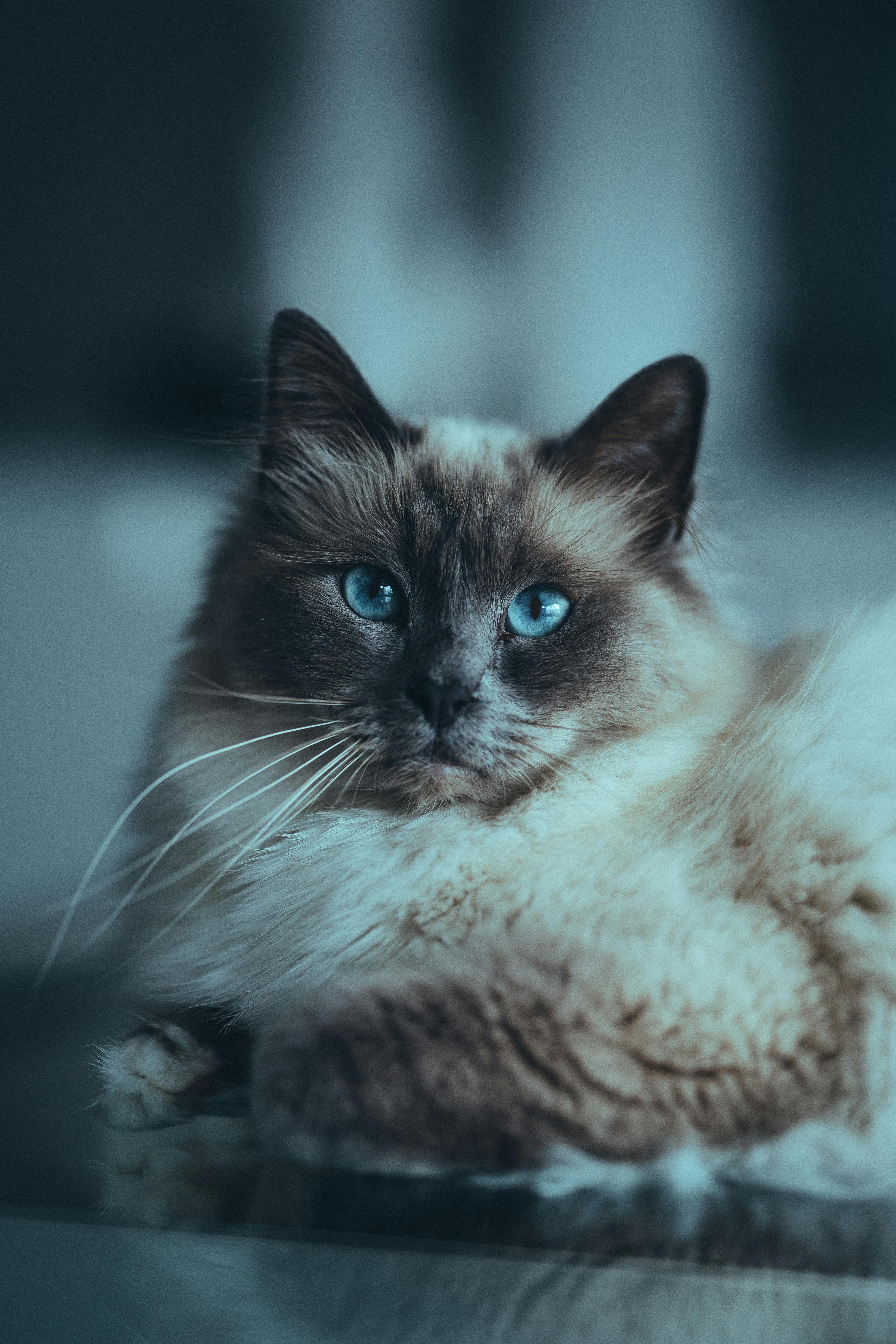 Close-Up Photography of Cat · Free Stock Photo