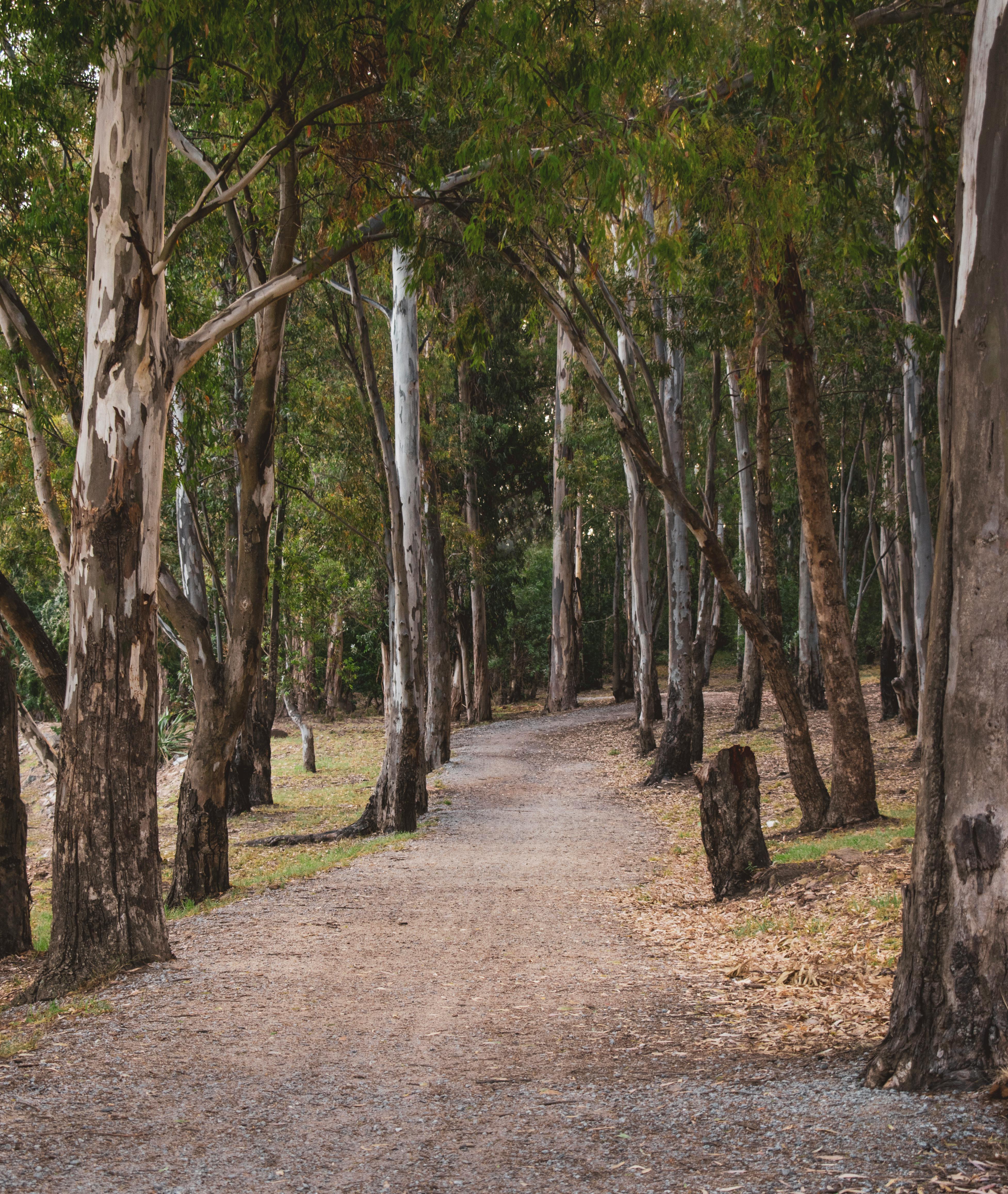 A Pathway in a Forest · Free Stock Photo