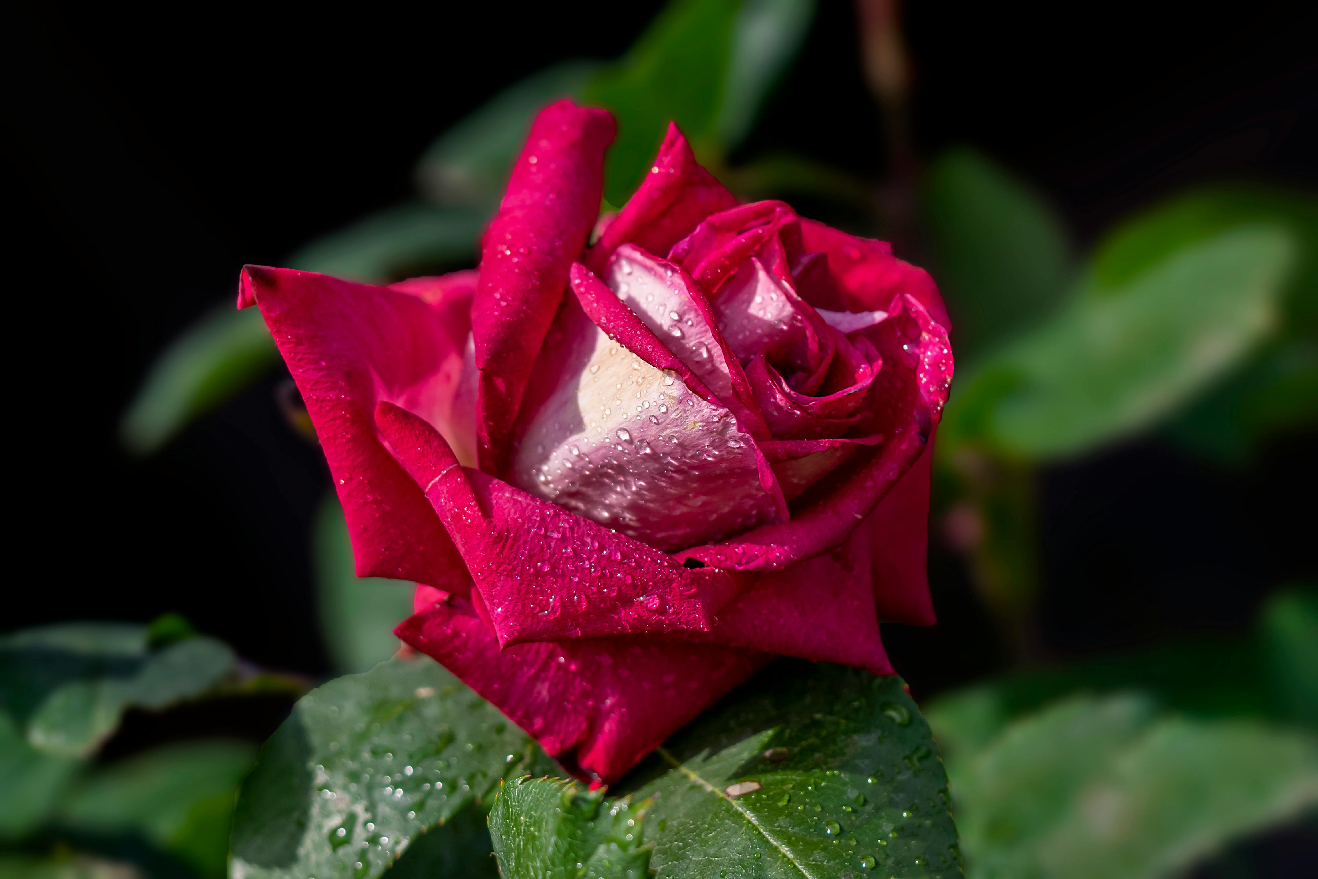 Red Rose Flower on Body of Water · Free Stock Photo