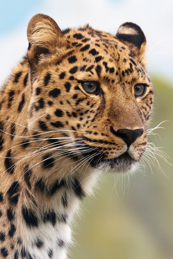 50,000+ Best Animal Pictures · 100% Free Download · Pexels Stock Photos