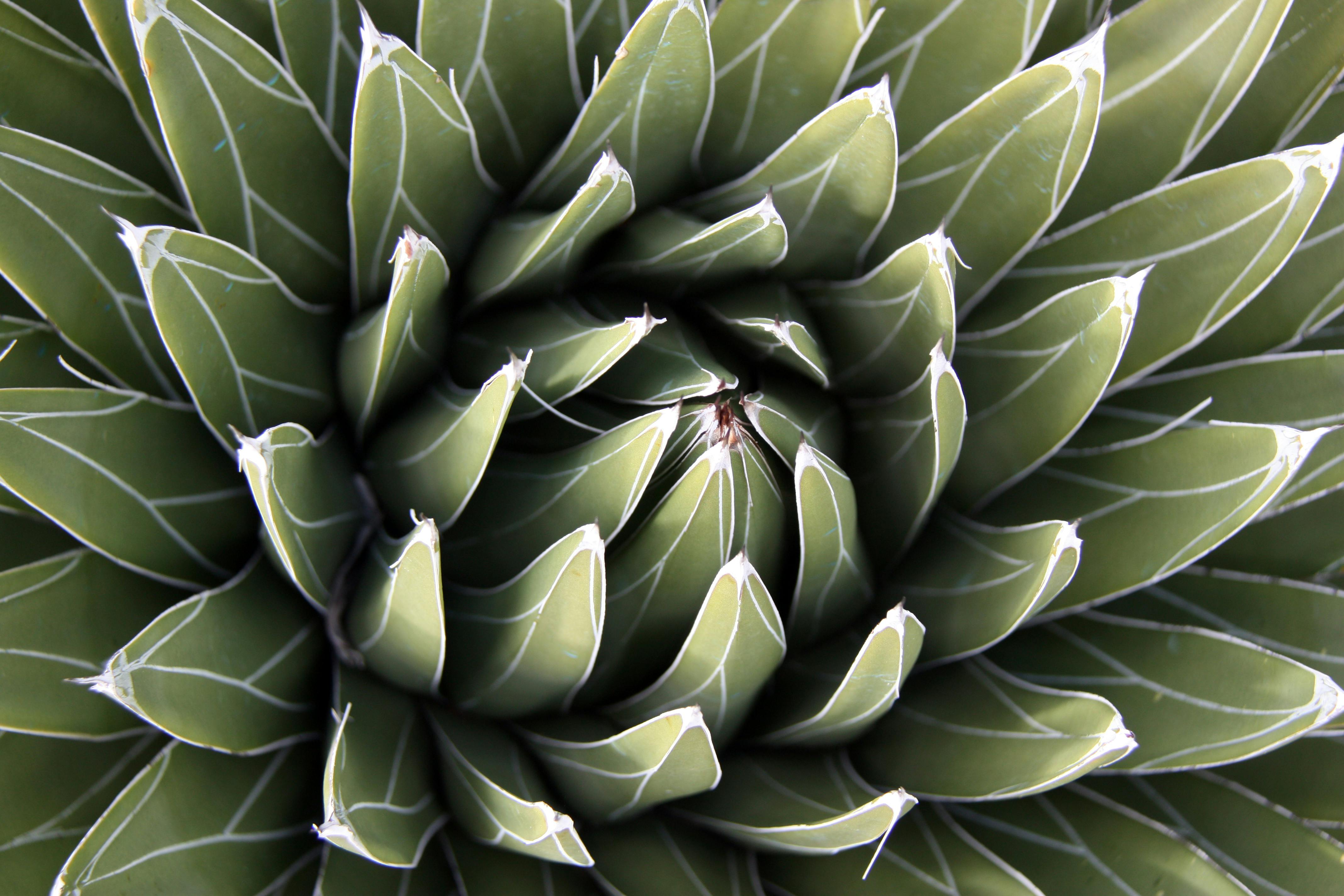 Free stock photo of agave, agave neomexicana, agaves
