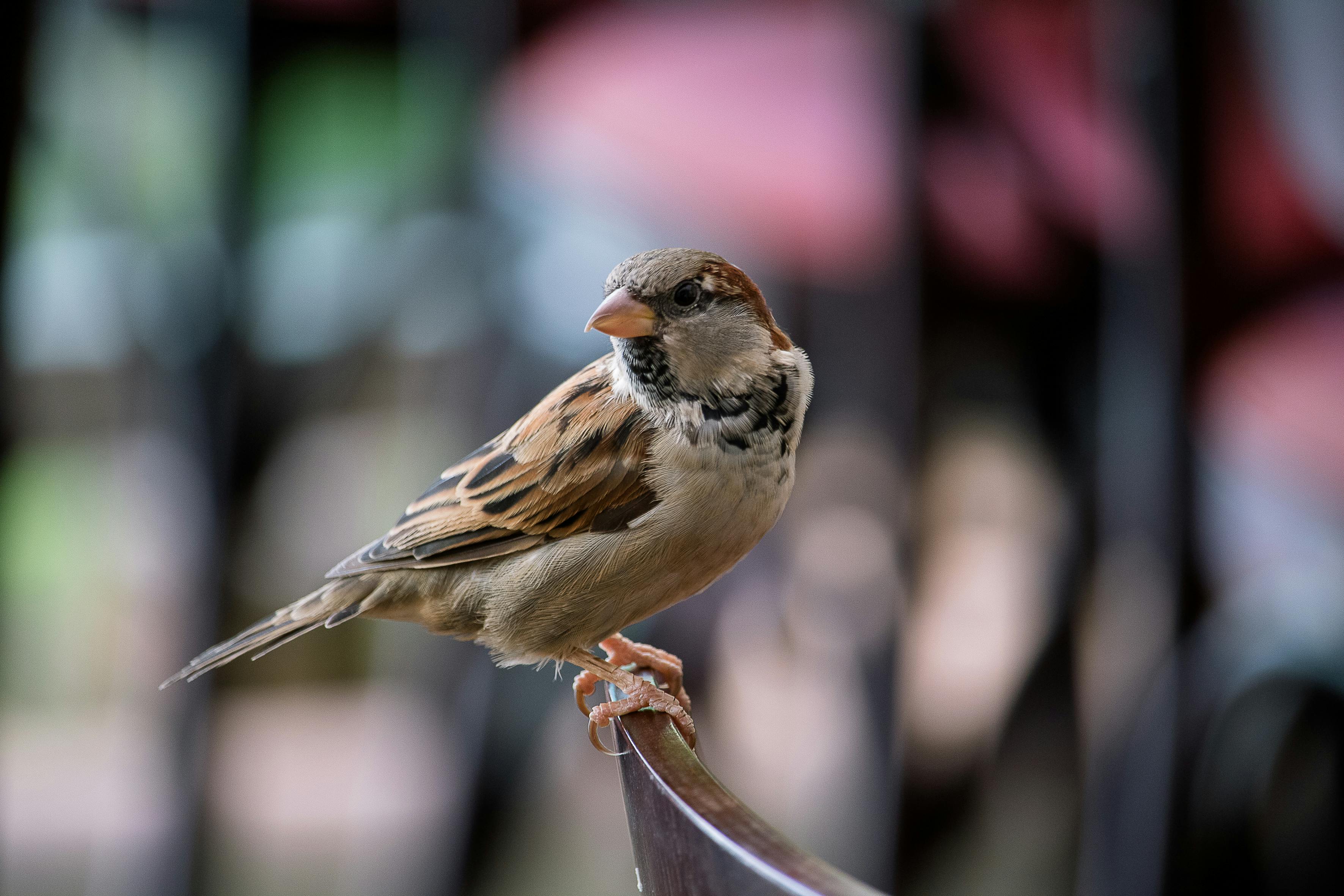 Sparrow Background Photos, Download The BEST Free Sparrow Background ...