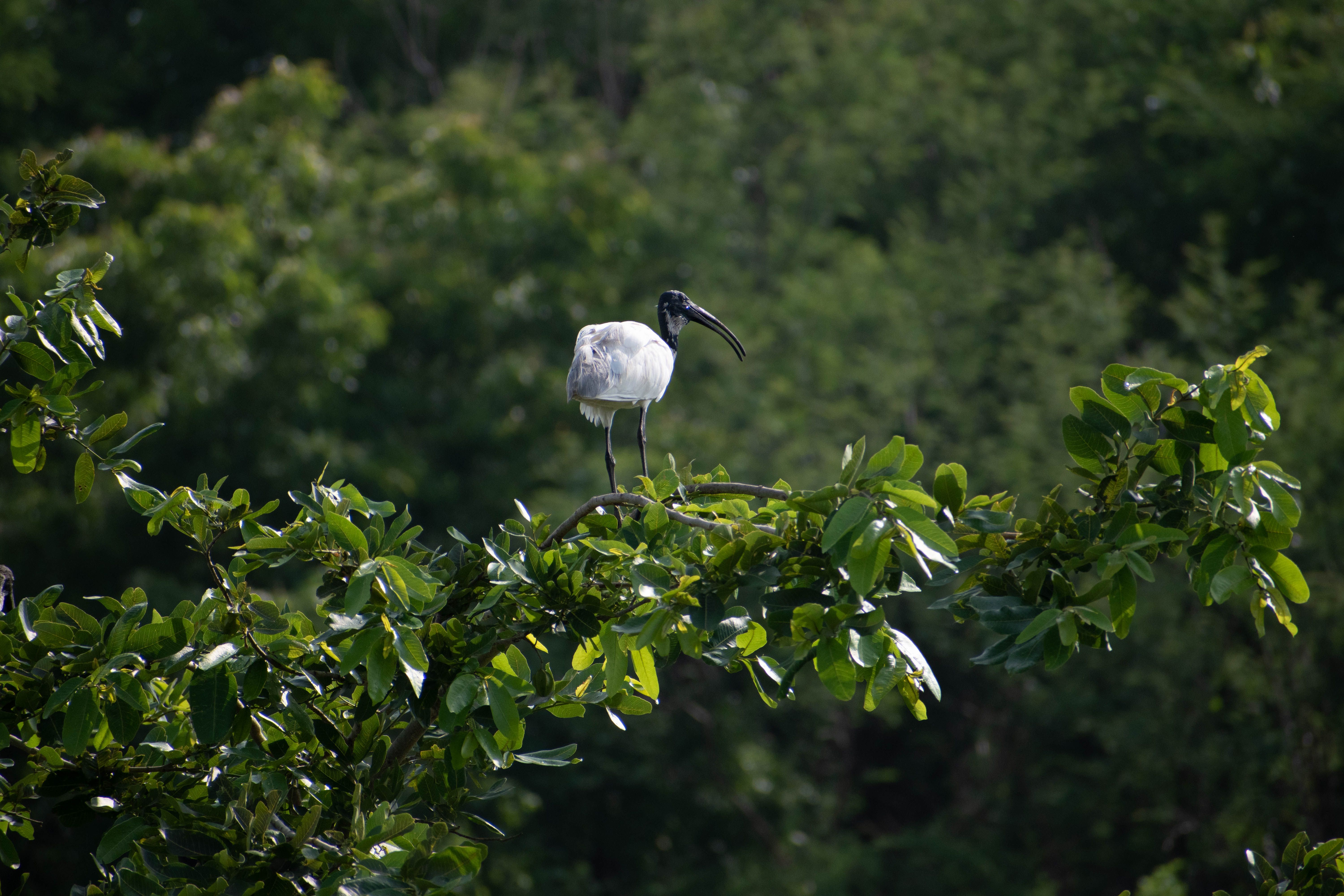 White Birds Perched on a Fence · Free Stock Photo