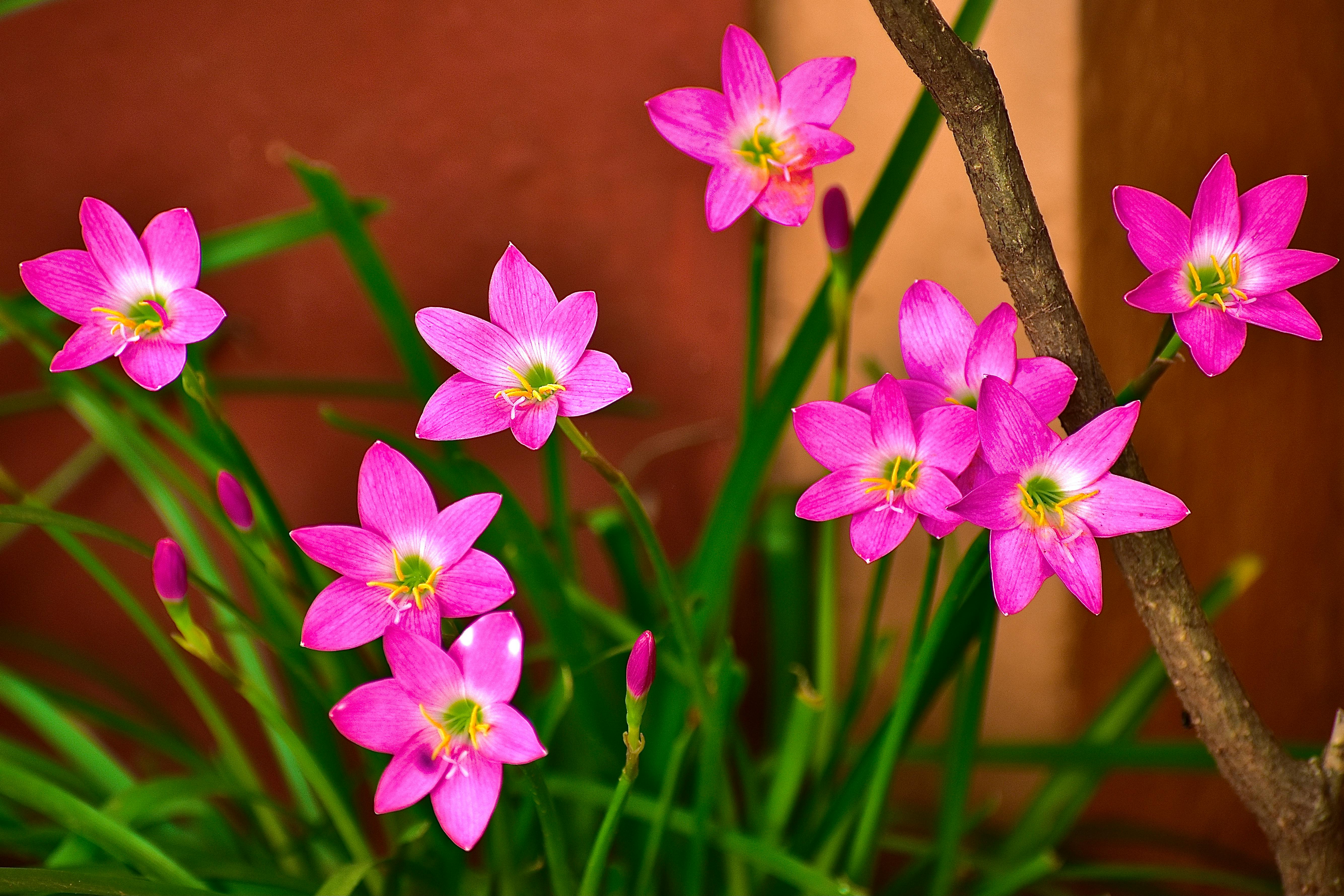 Close-Up Shot of Pink Crocus Flowers in Bloom · Free Stock Photo