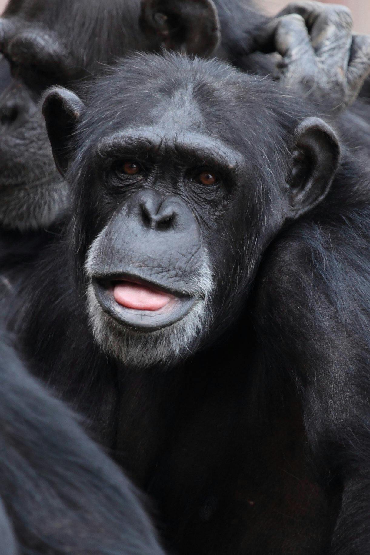 Black Ape · Free Stock Photo