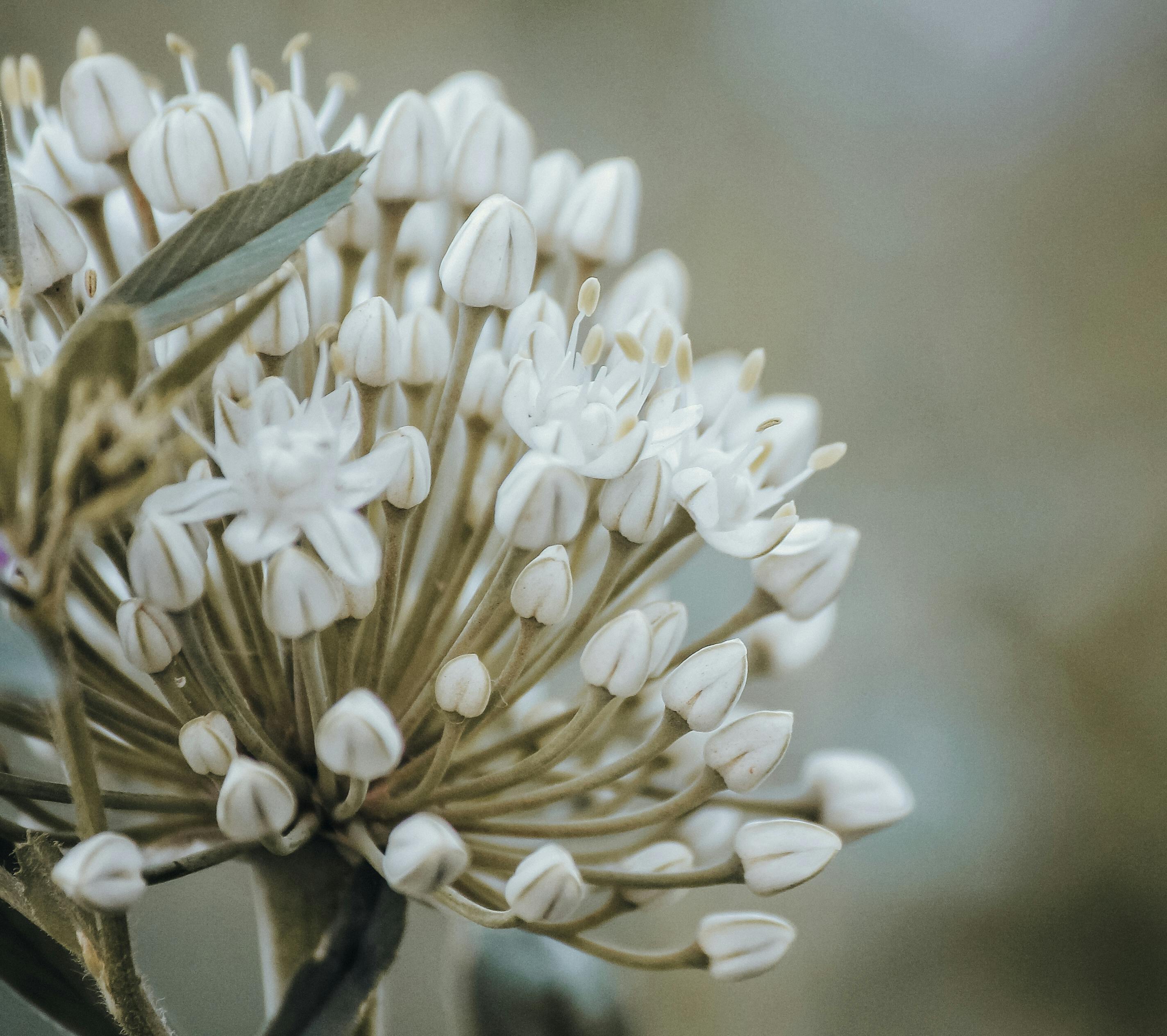 Bunch of Blooming Small Flowers · Free Stock Photo