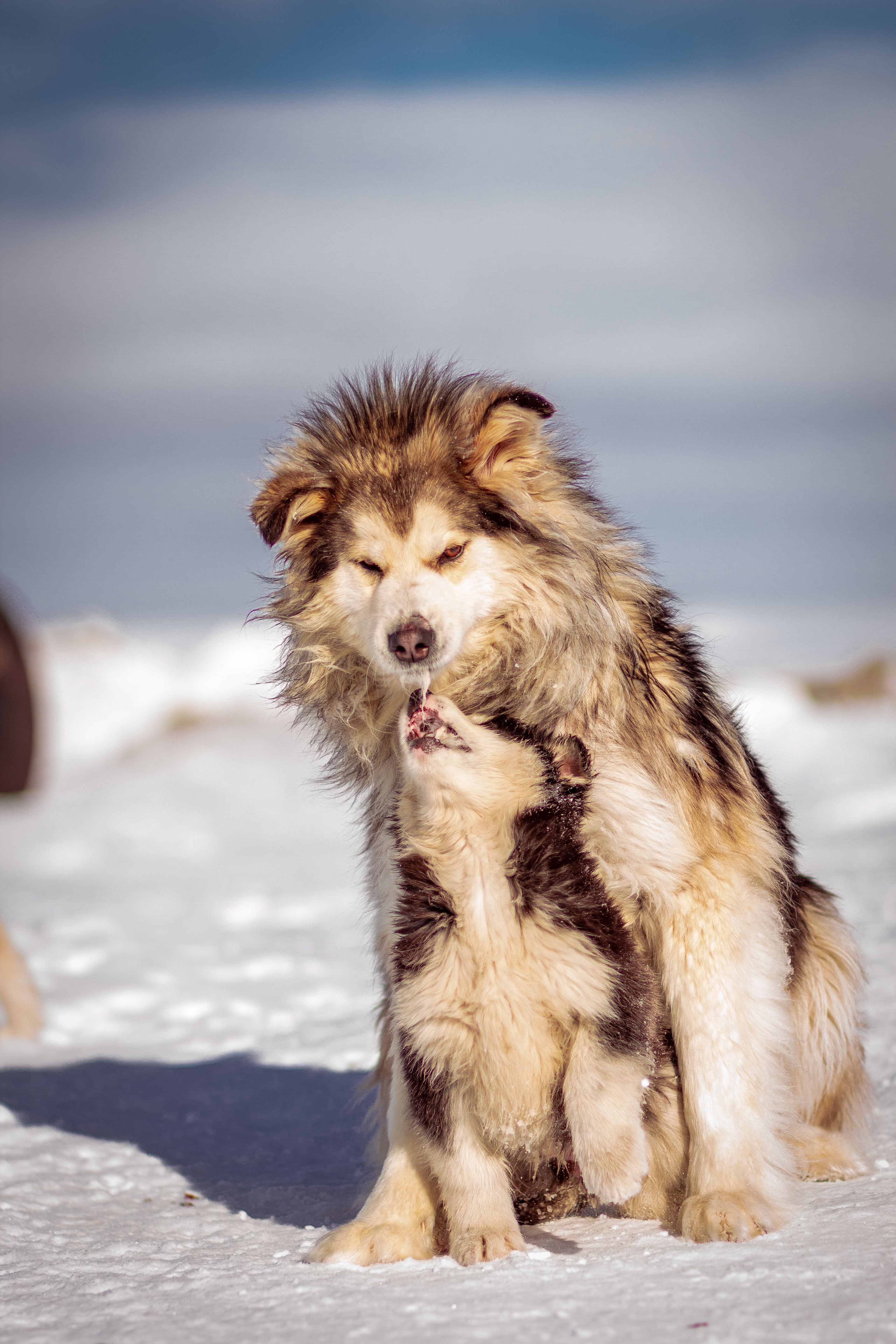 Two Dogs Playing in Snowy Winter Landscape · Free Stock Photo