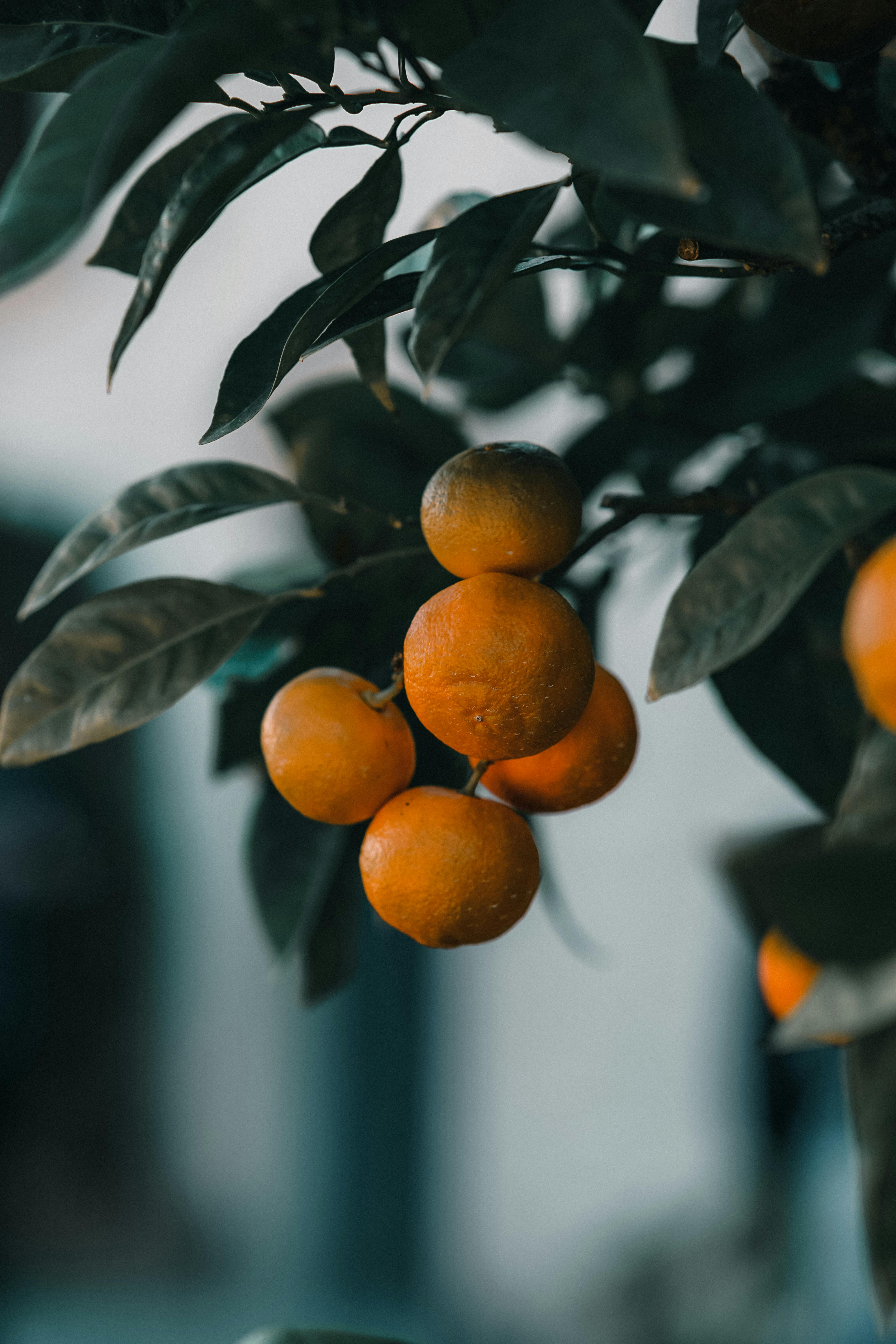 Orange Fruits on Tree · Free Stock Photo
