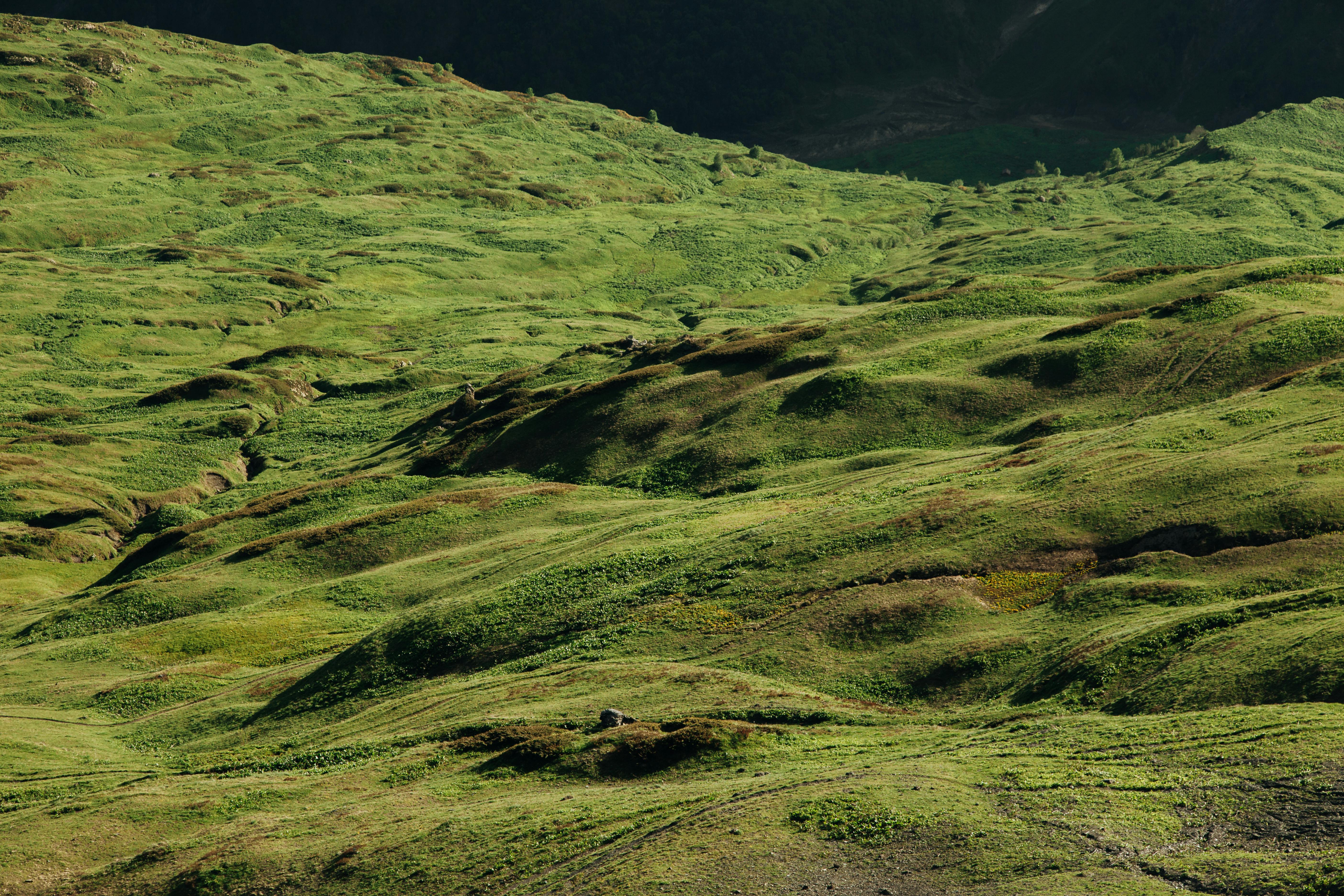 Beautiful Green Grass Field · Free Stock Photo