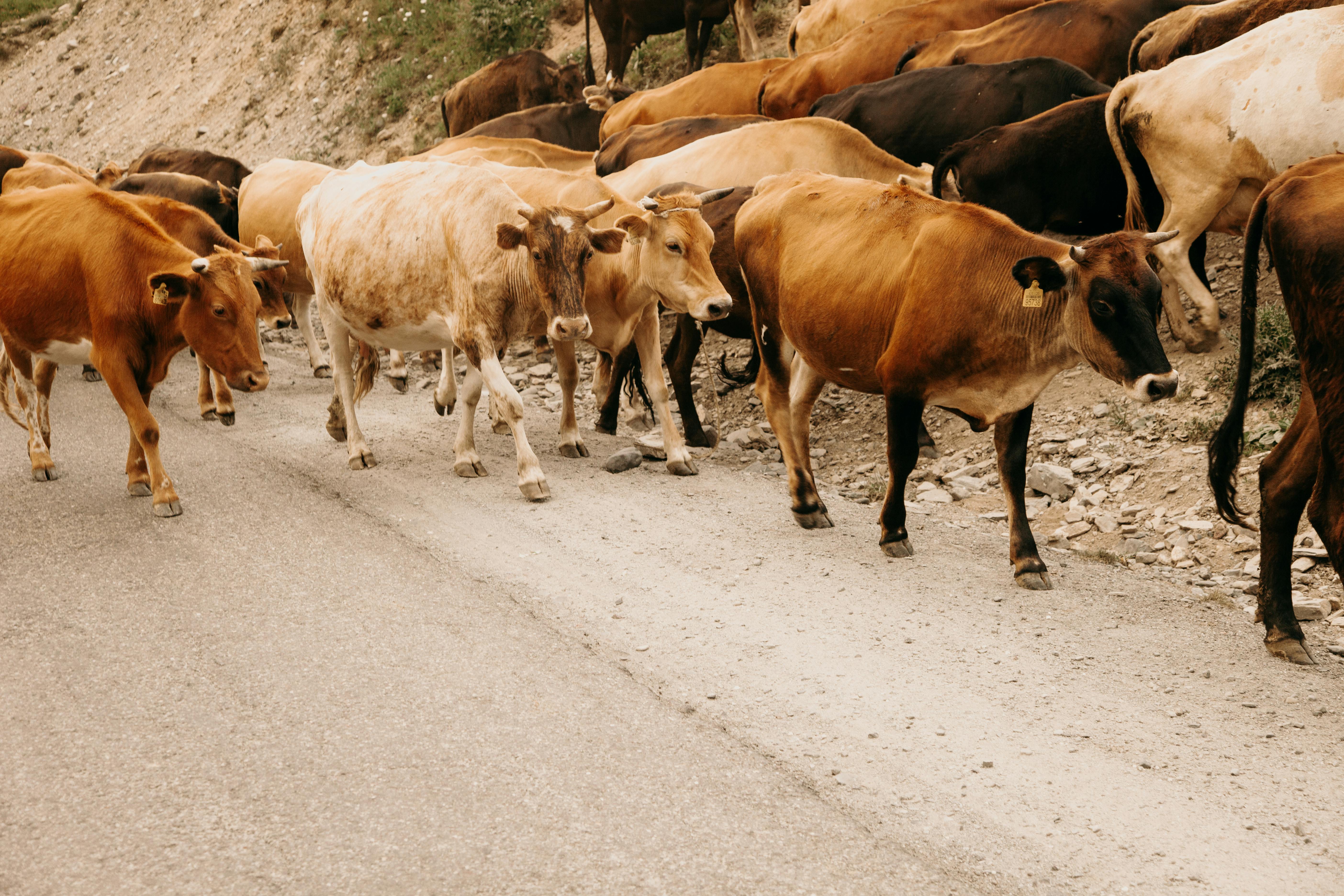 Herd of Cow on Asphalt Road · Free Stock Photo
