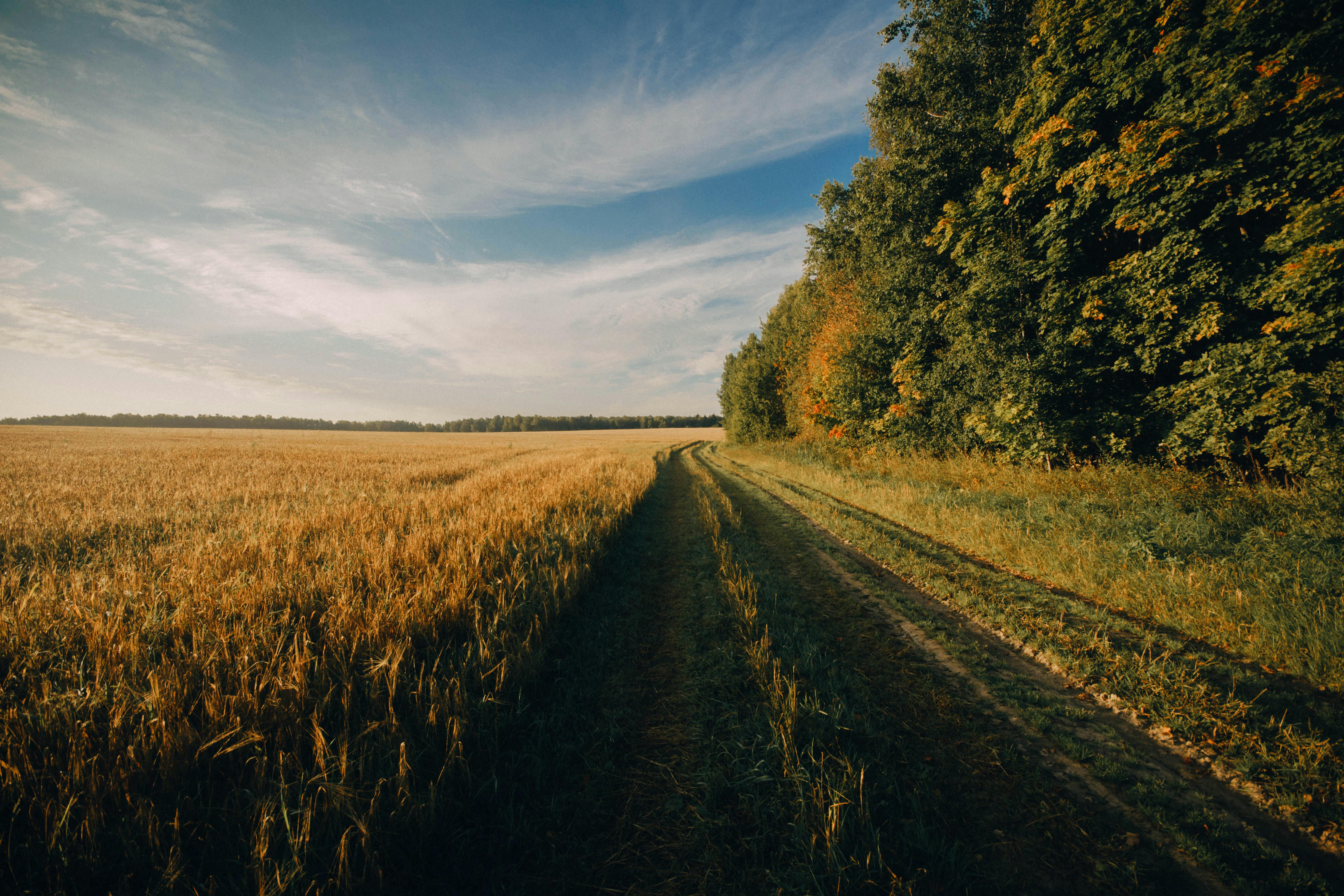 Pathway in Between of Green Grass Field · Free Stock Photo