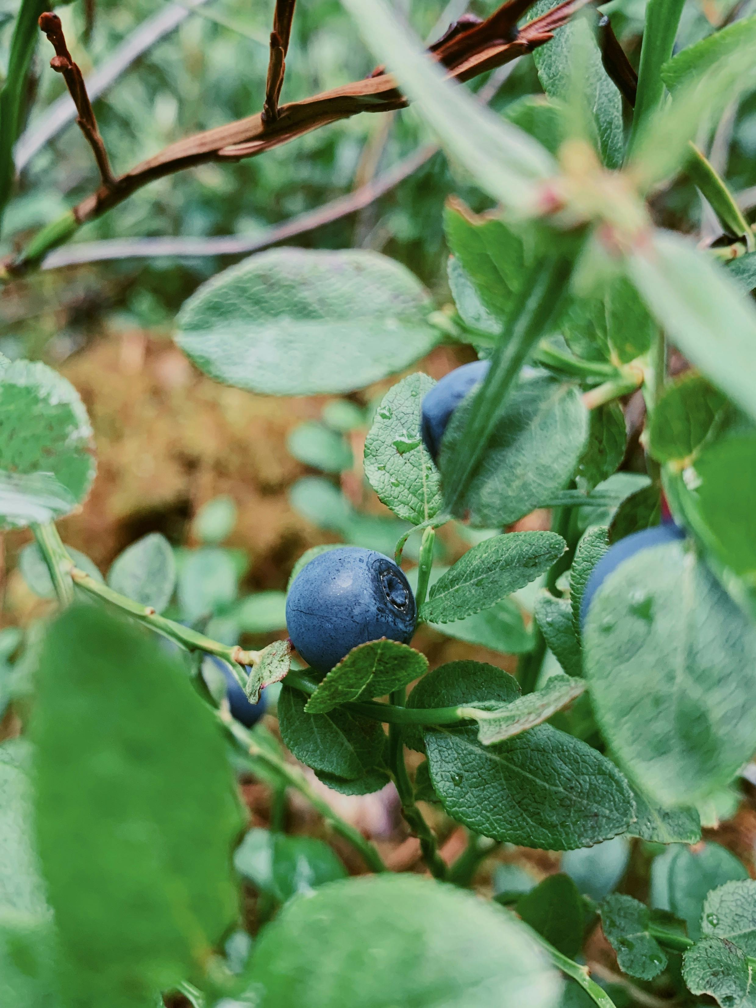 Blueberries Plant Photos, Download The BEST Free Blueberries Plant ...