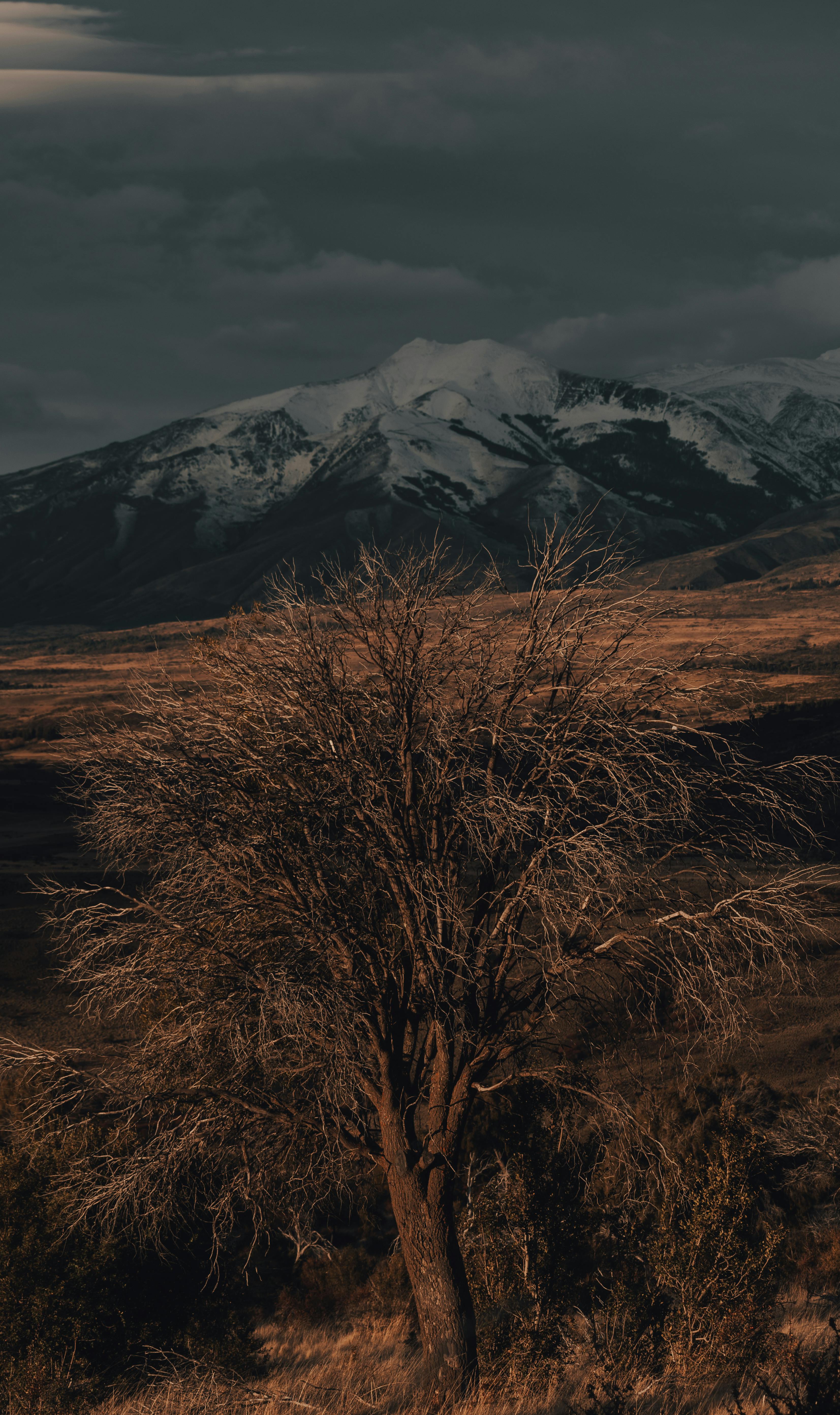 Single Tree near Mountains · Free Stock Photo