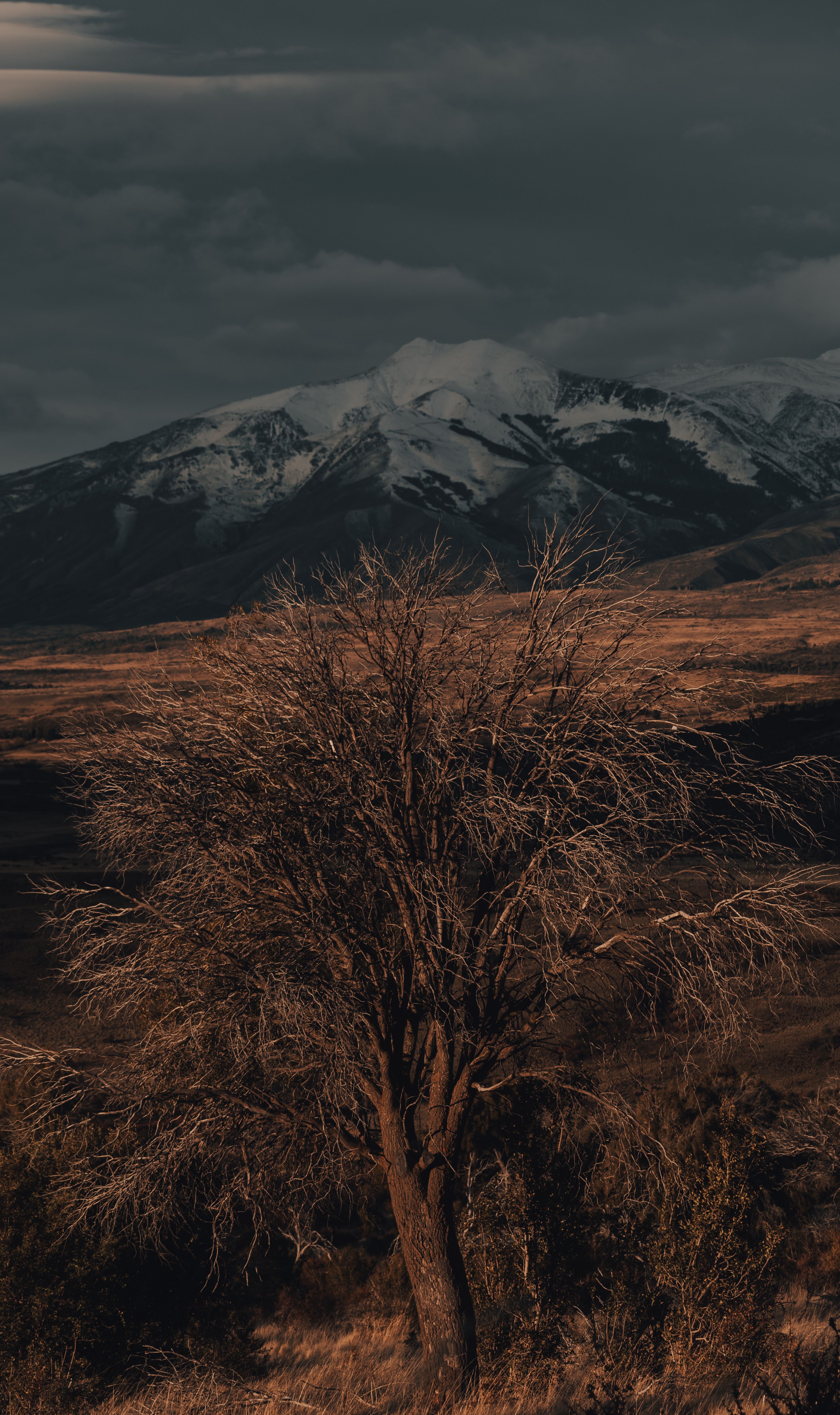 Single Tree on Grassland · Free Stock Photo