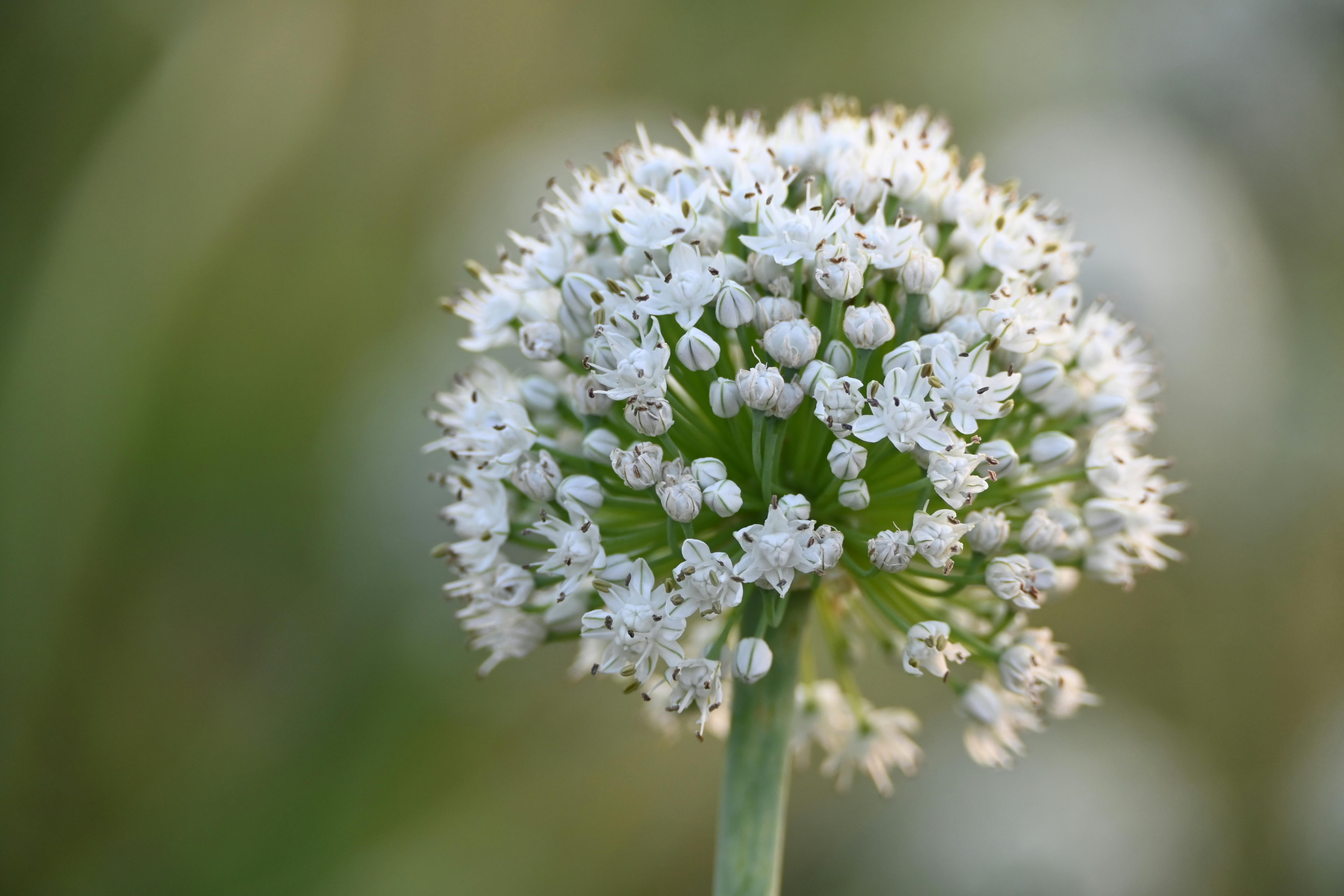 Onian Kukka Photos, Download The BEST Free Onian Kukka Stock Photos ...