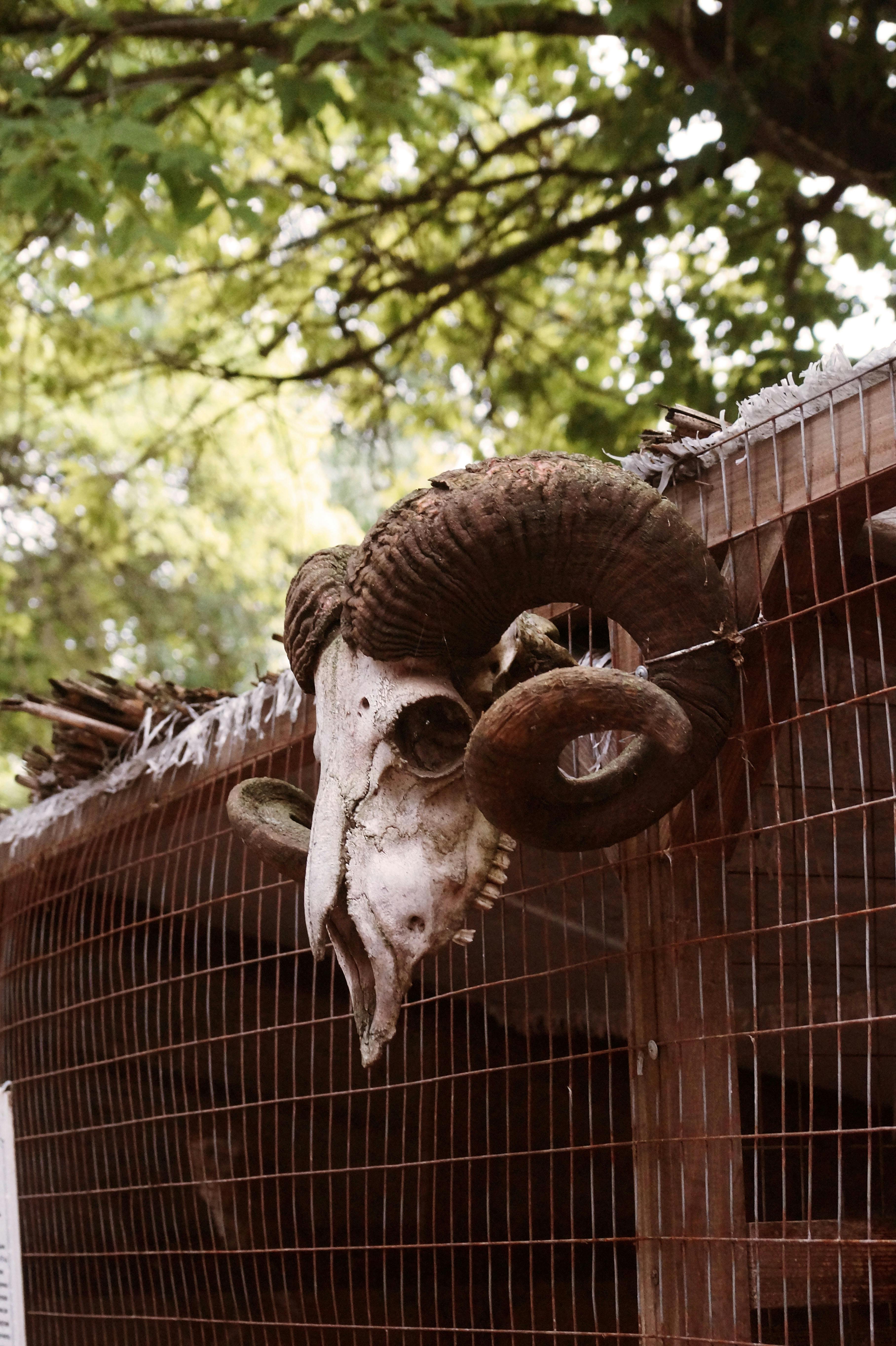 Decoration of an Animal Skull with Horns on a Stand · Free Stock Photo