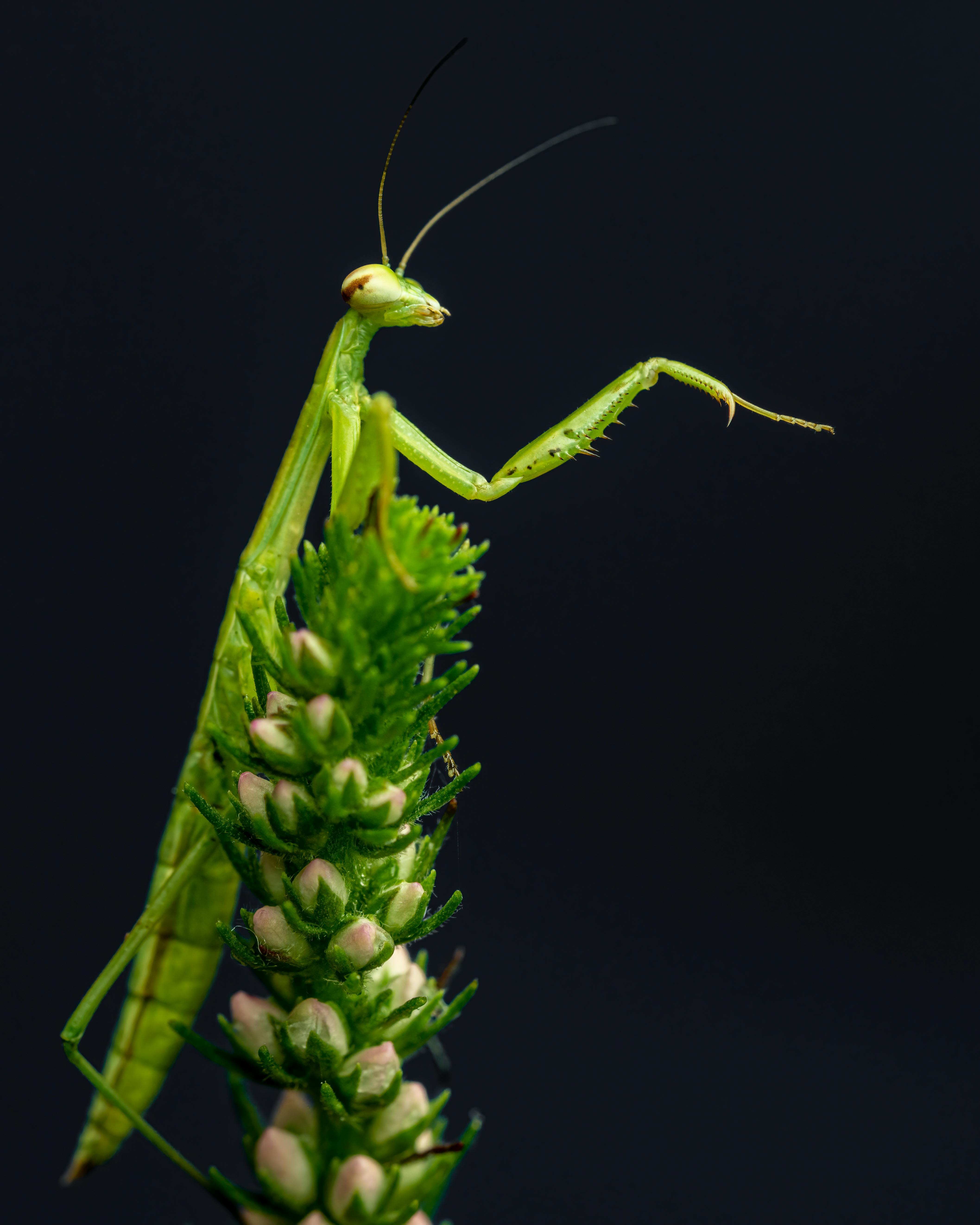 Mantis Antenna Photos, Download The BEST Free Mantis Antenna Stock ...