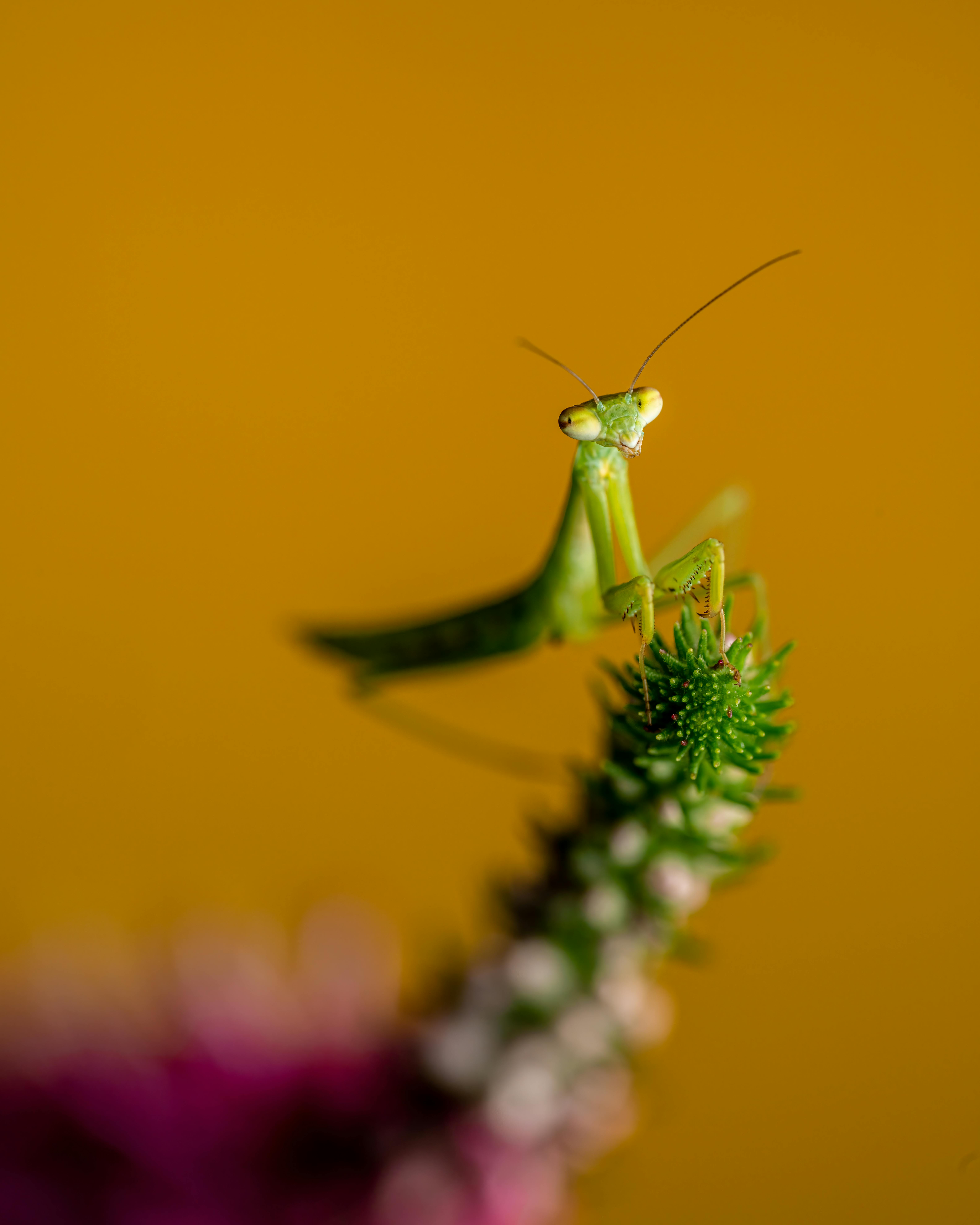Brown Praying Mantis In Close-up Photography · Free Stock Photo