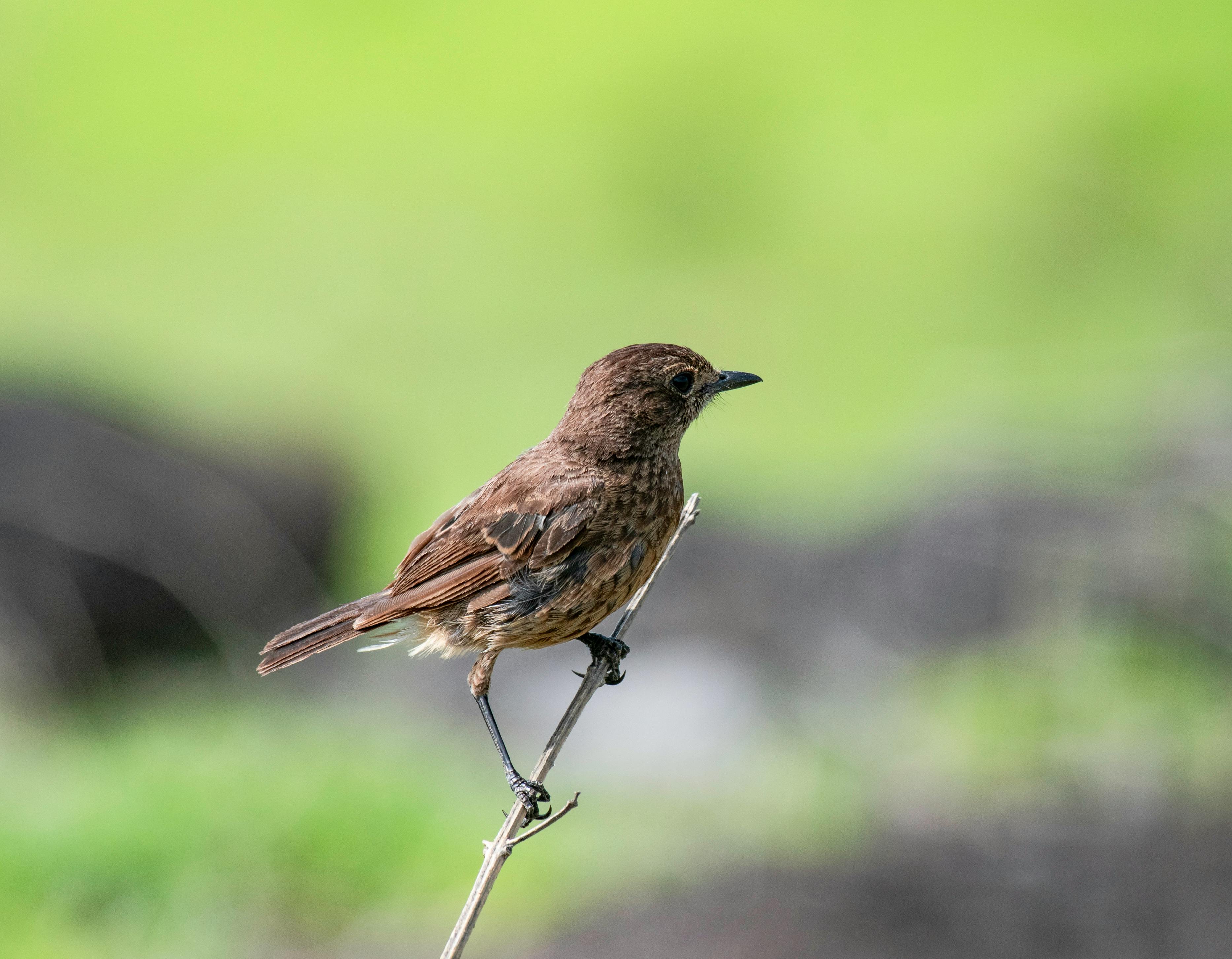 Bird Pie Photos, Download The BEST Free Bird Pie Stock Photos & HD Images