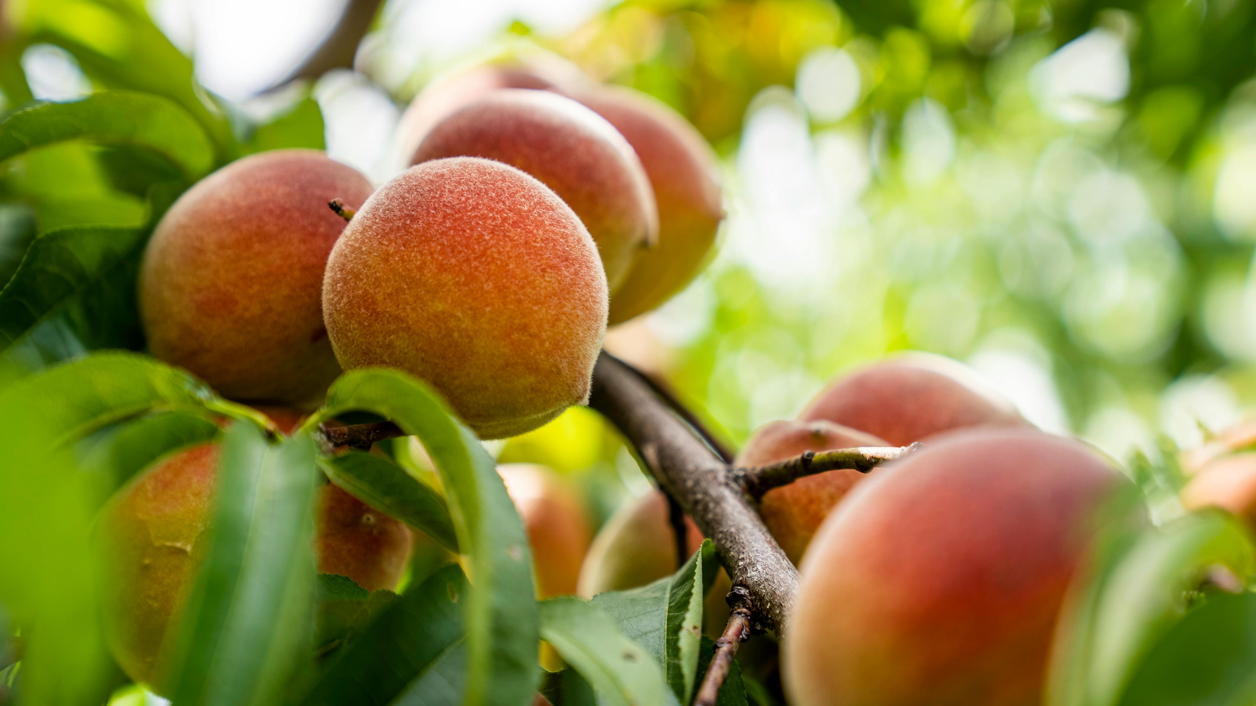 Orange Round Fruits on Tree · Free Stock Photo