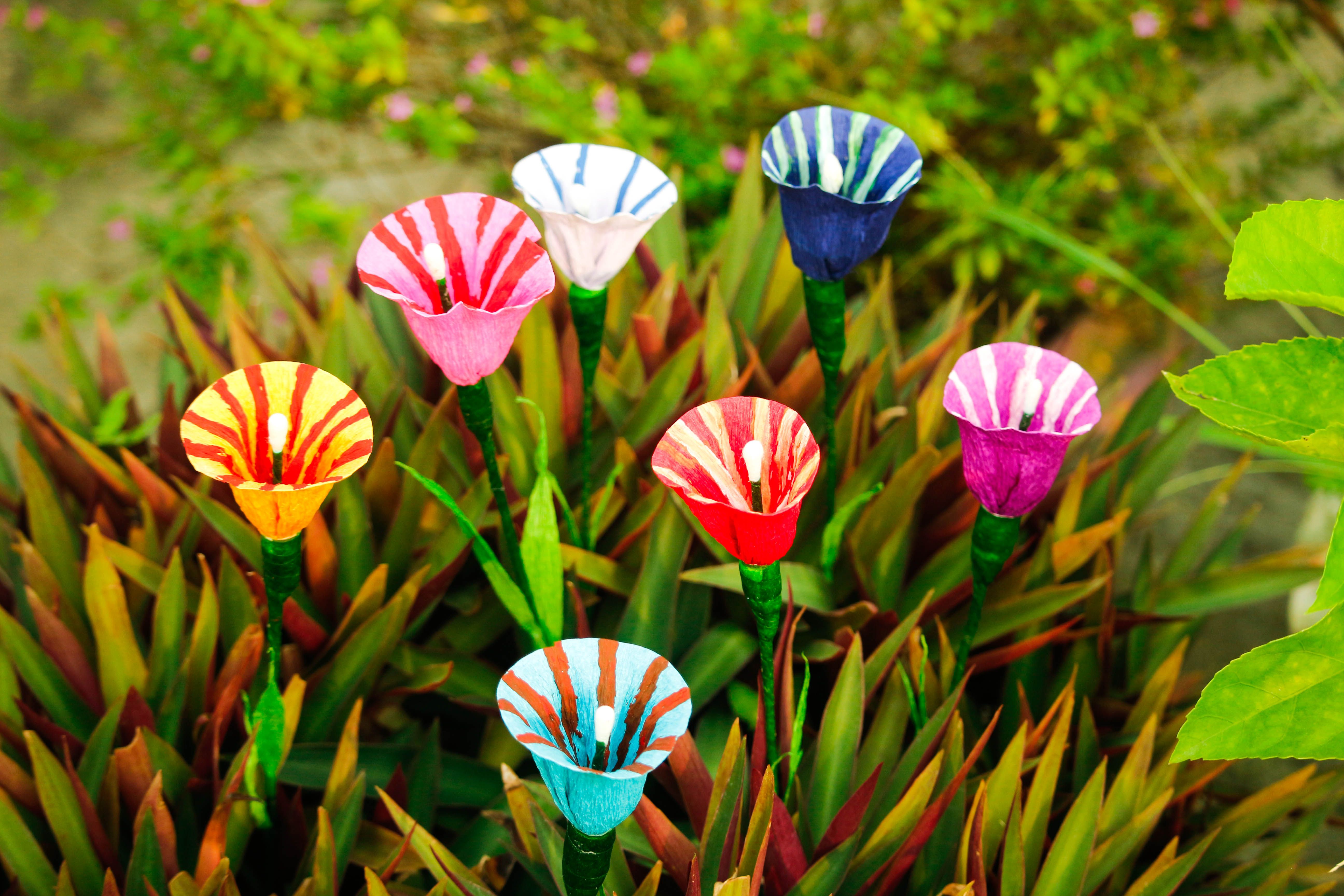 Close-Up Shot of Blooming Colorful Flowers · Free Stock Photo