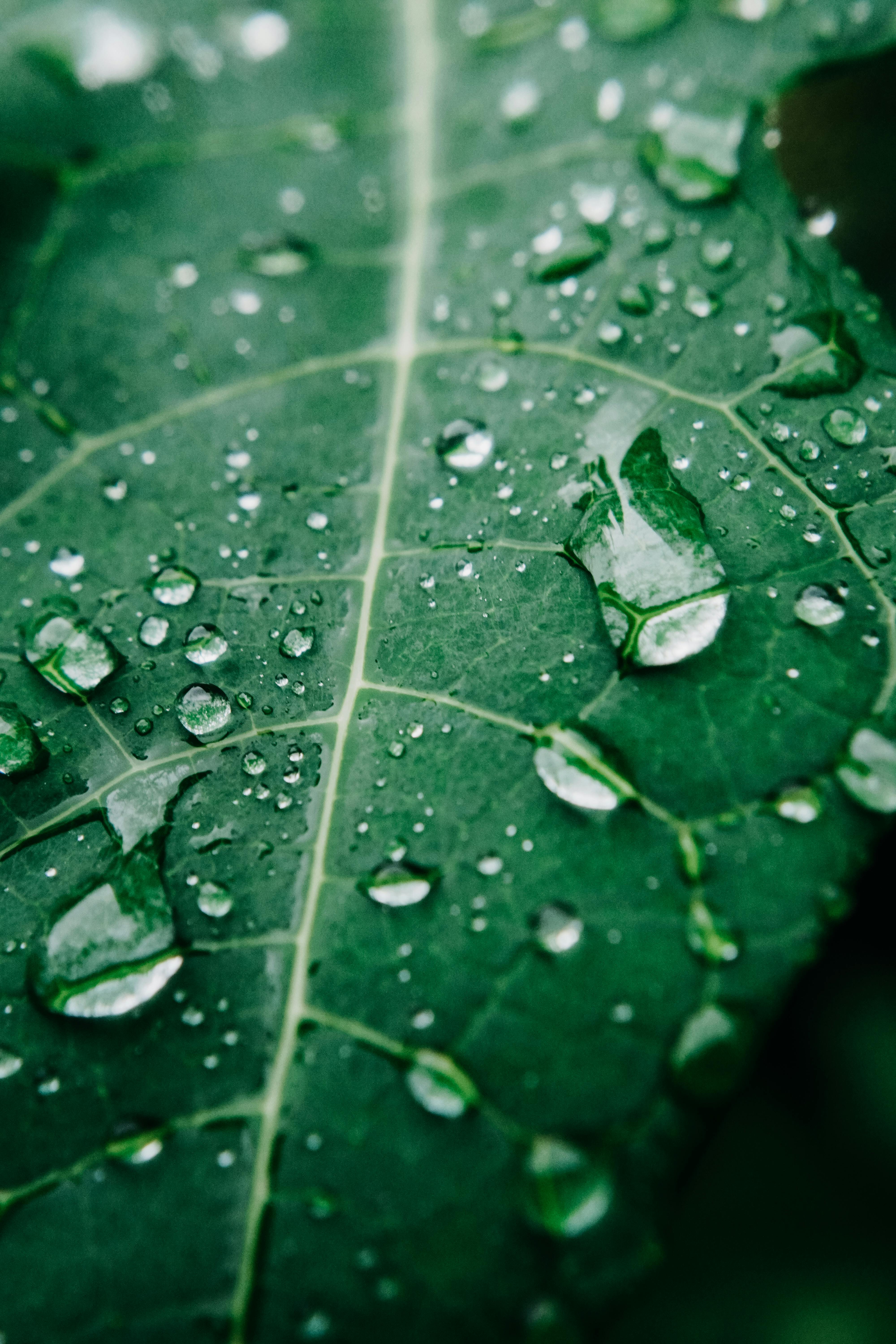 Close-Up Photo of Leaf · Free Stock Photo