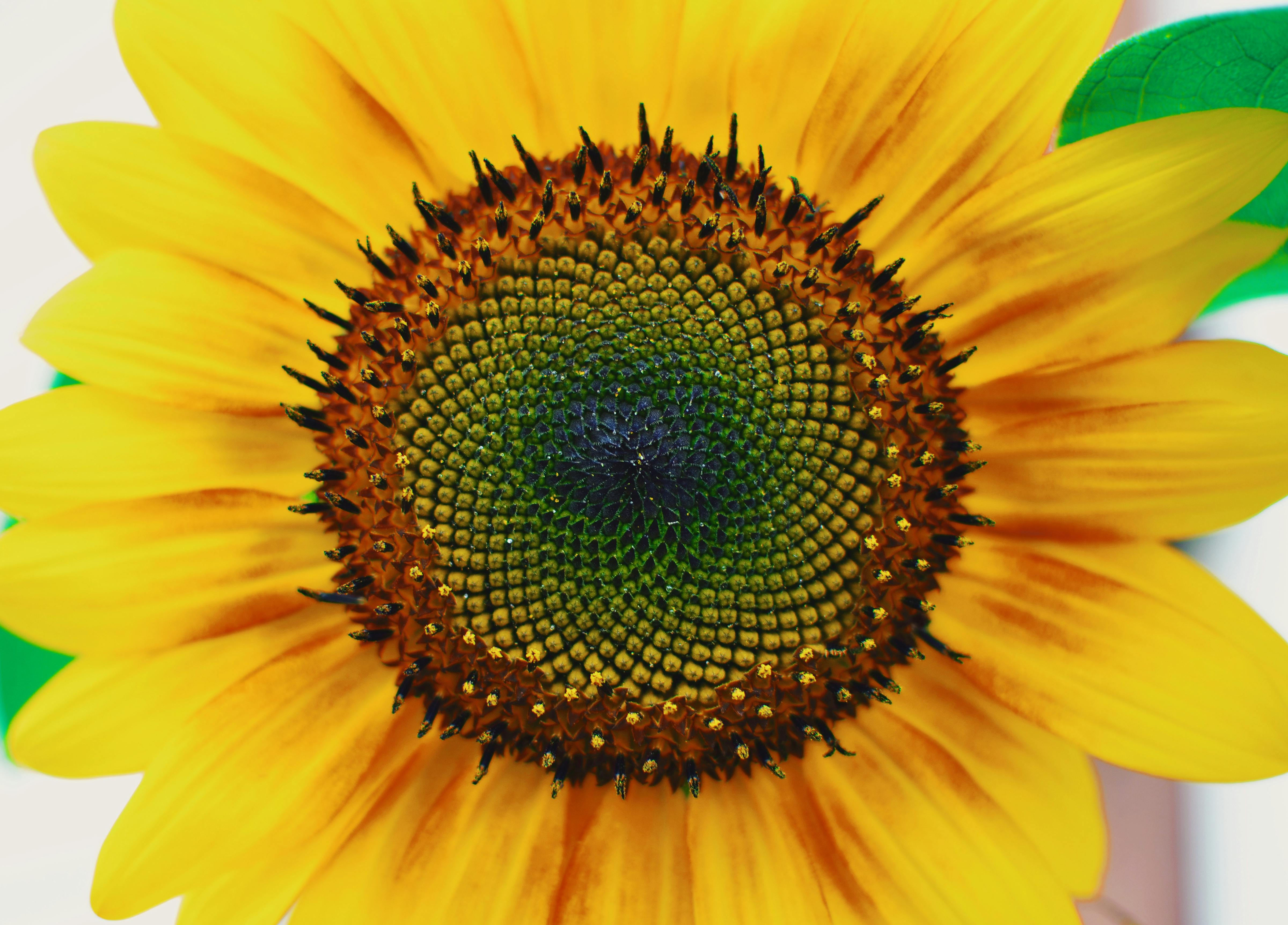Close-up Shot of a Sunflower · Free Stock Photo