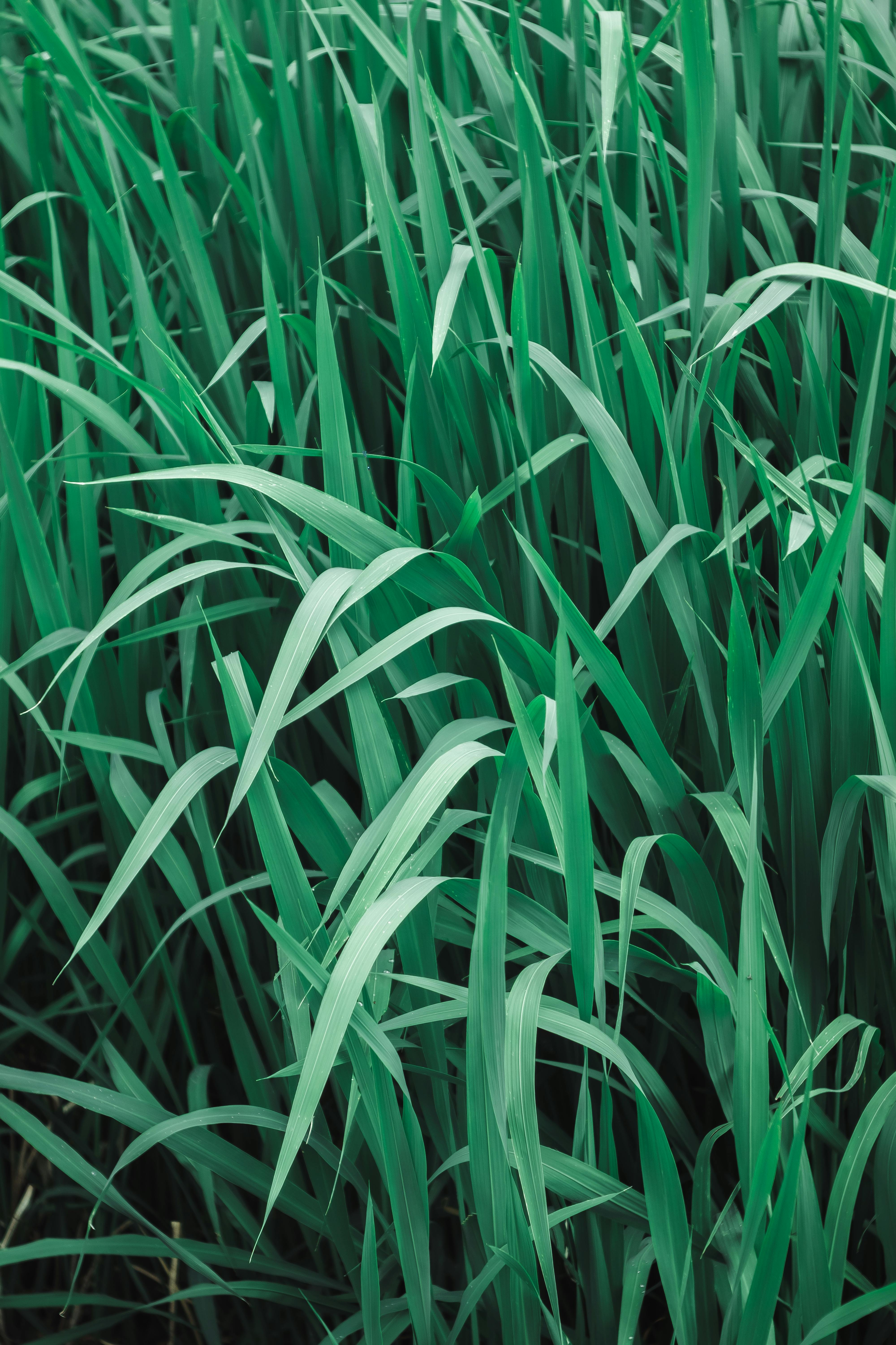 Close-up of Grass · Free Stock Photo
