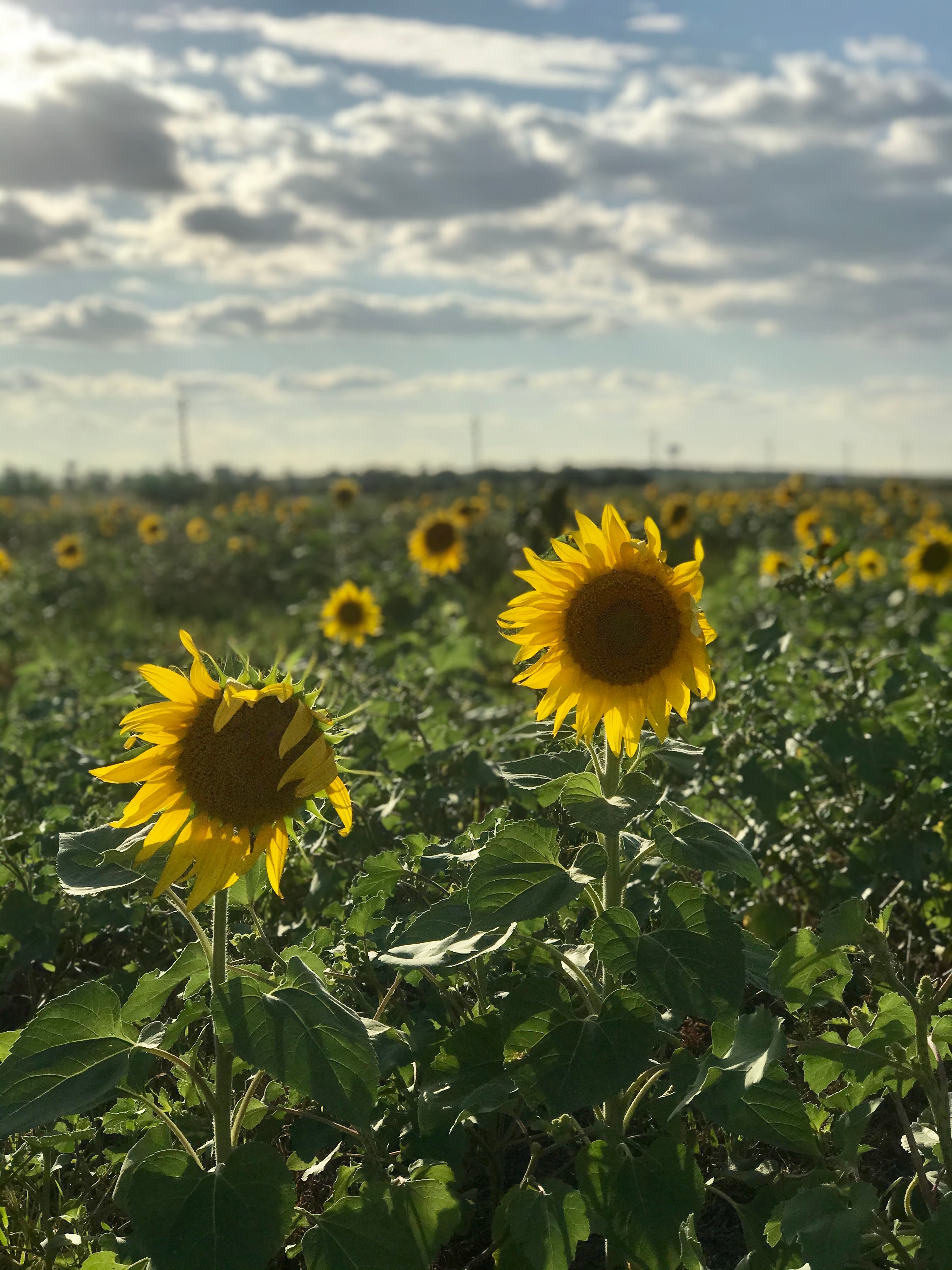Two Blooming Sunflowers · Free Stock Photo