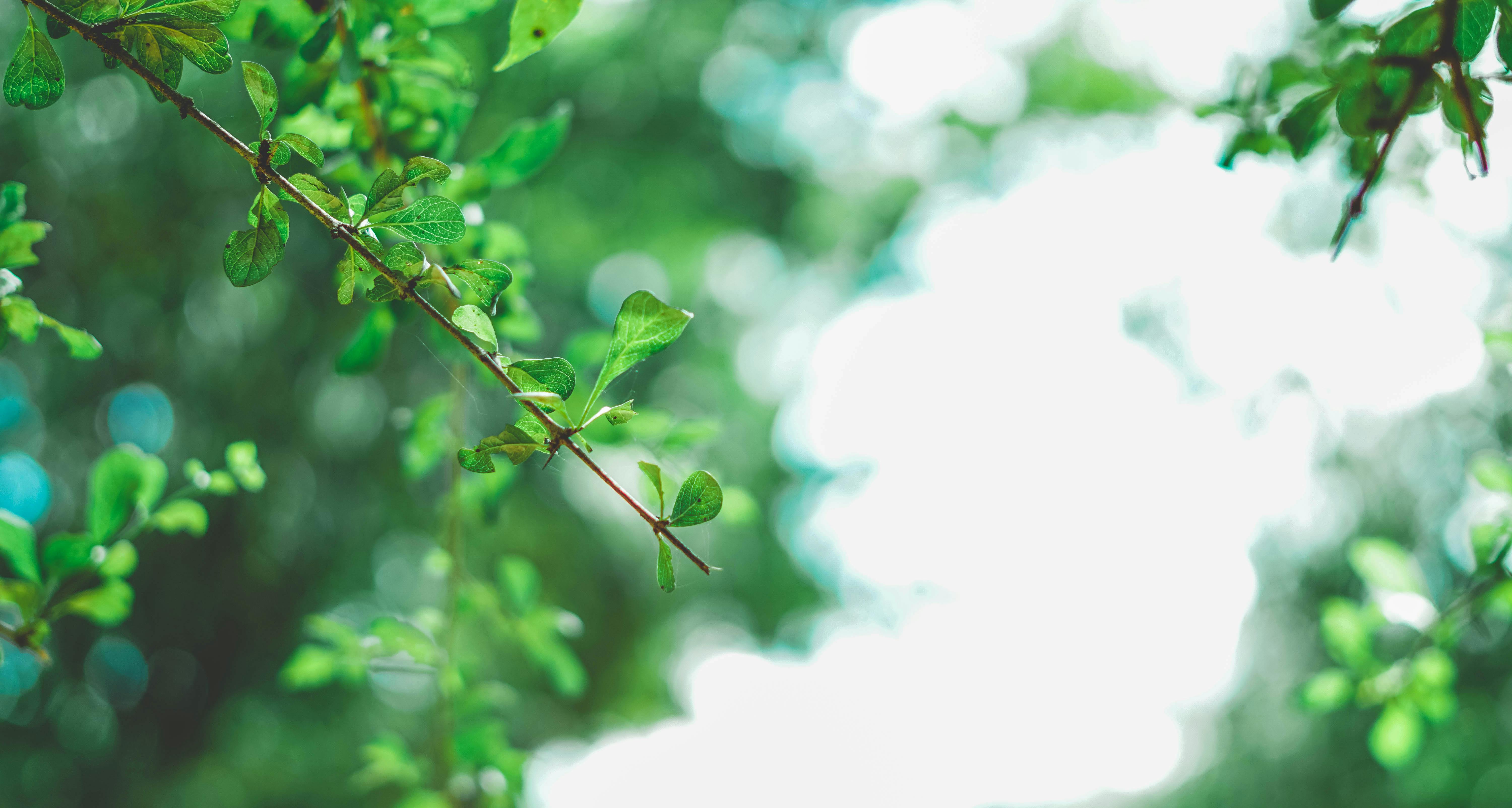 Free stock photo of mother nature, natue, nature photography