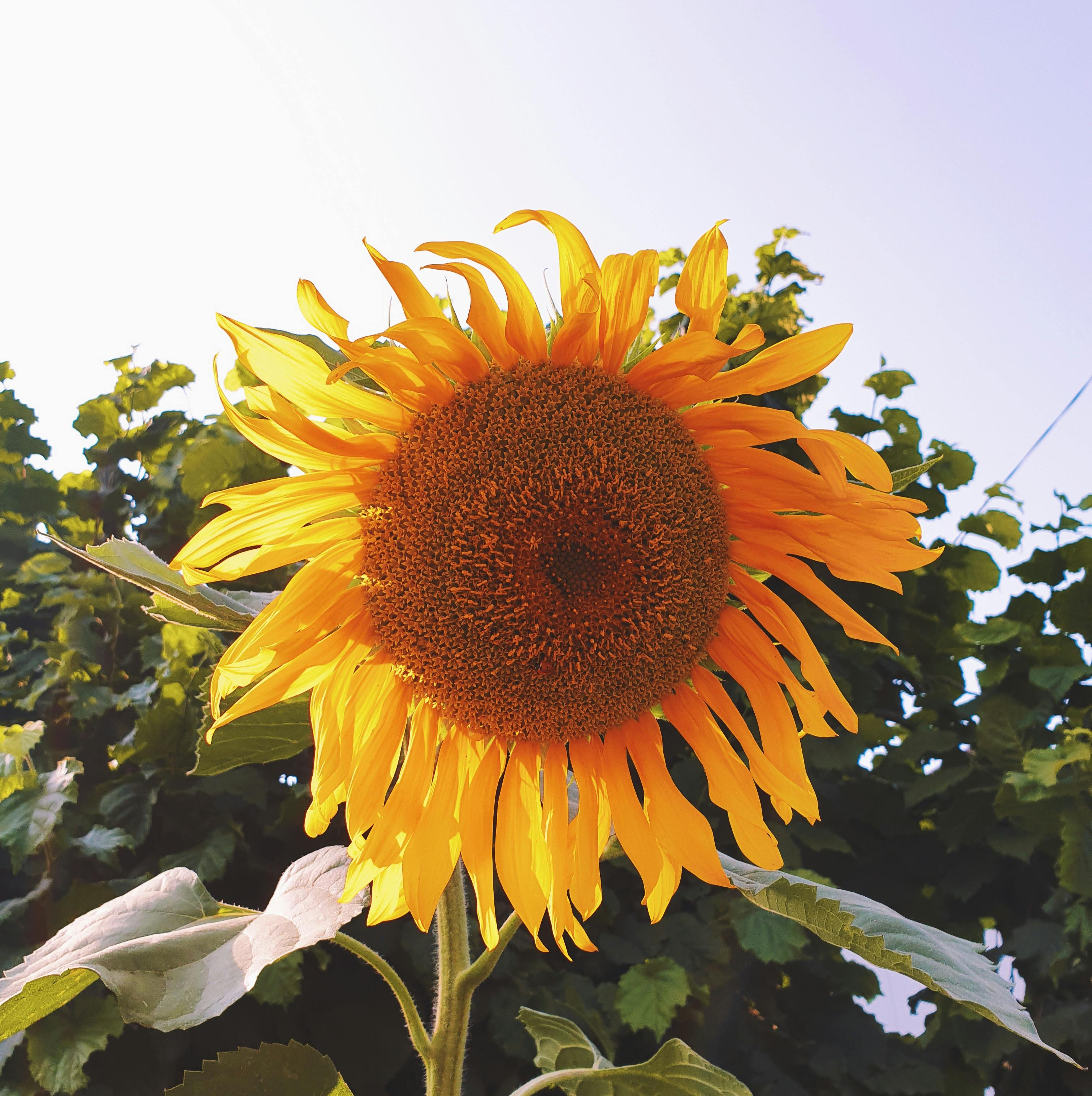 A Flower in Bloom · Free Stock Photo