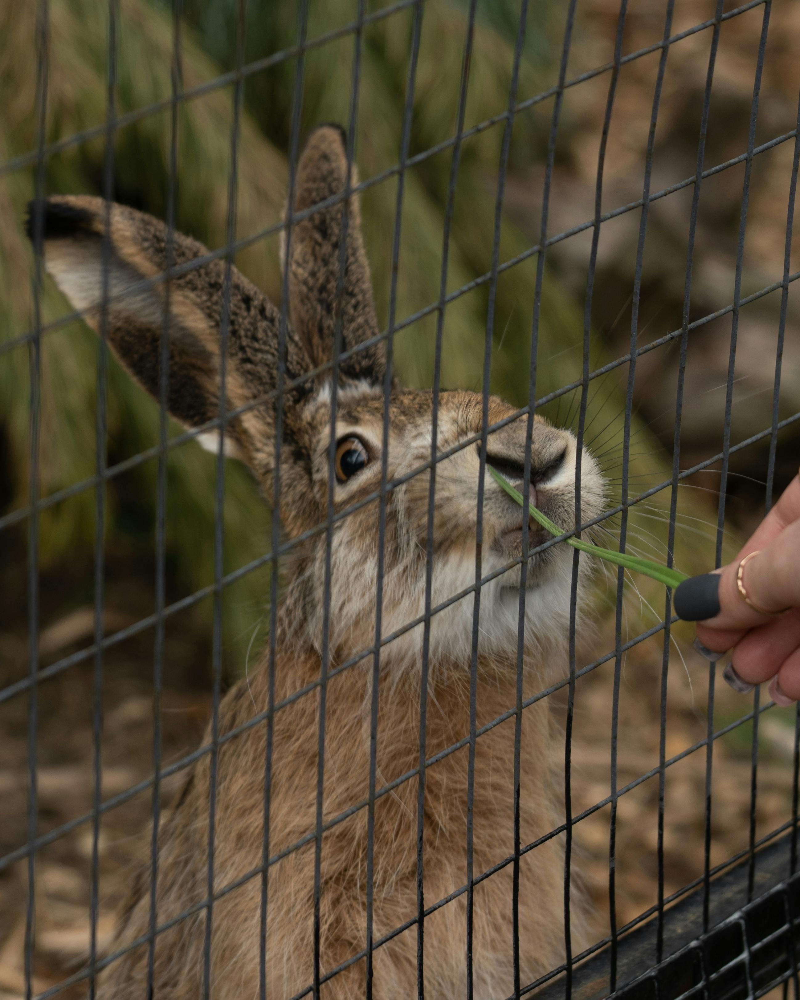 Feeding of European Hare · Free Stock Photo