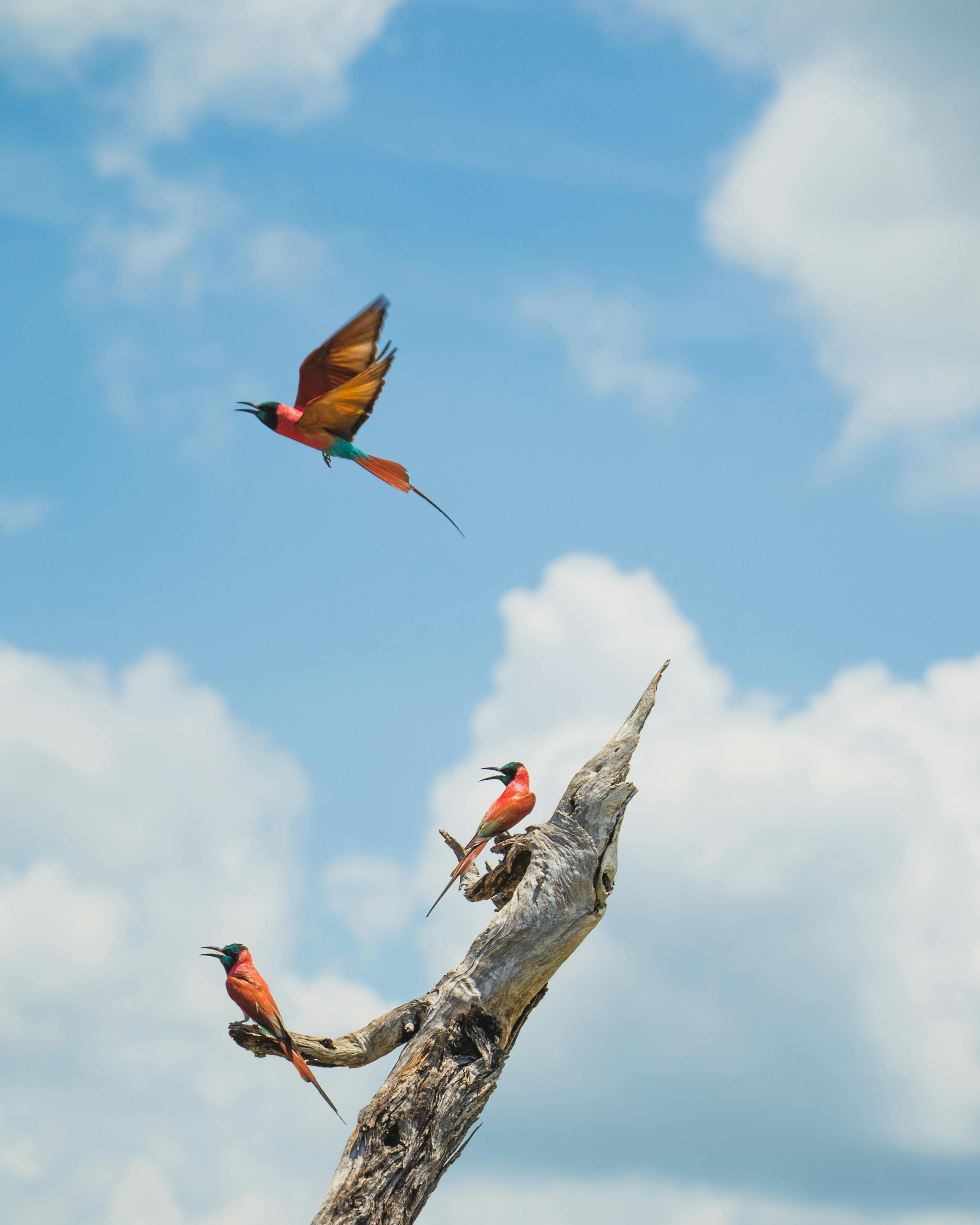 Brown Bird Flying Towards Birdhouse · Free Stock Photo