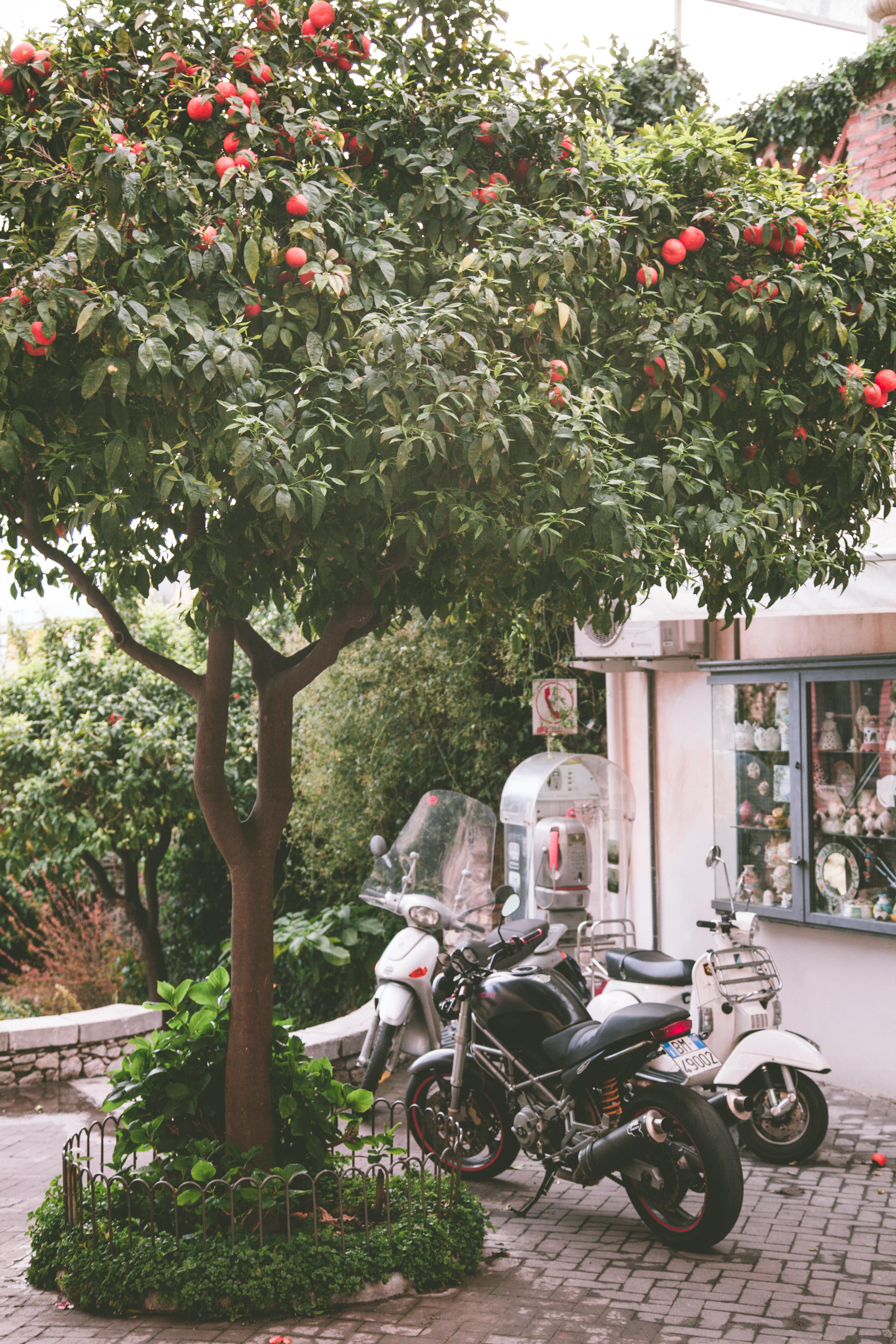 Motorcycles Parked Under A Tree · Free Stock Photo
