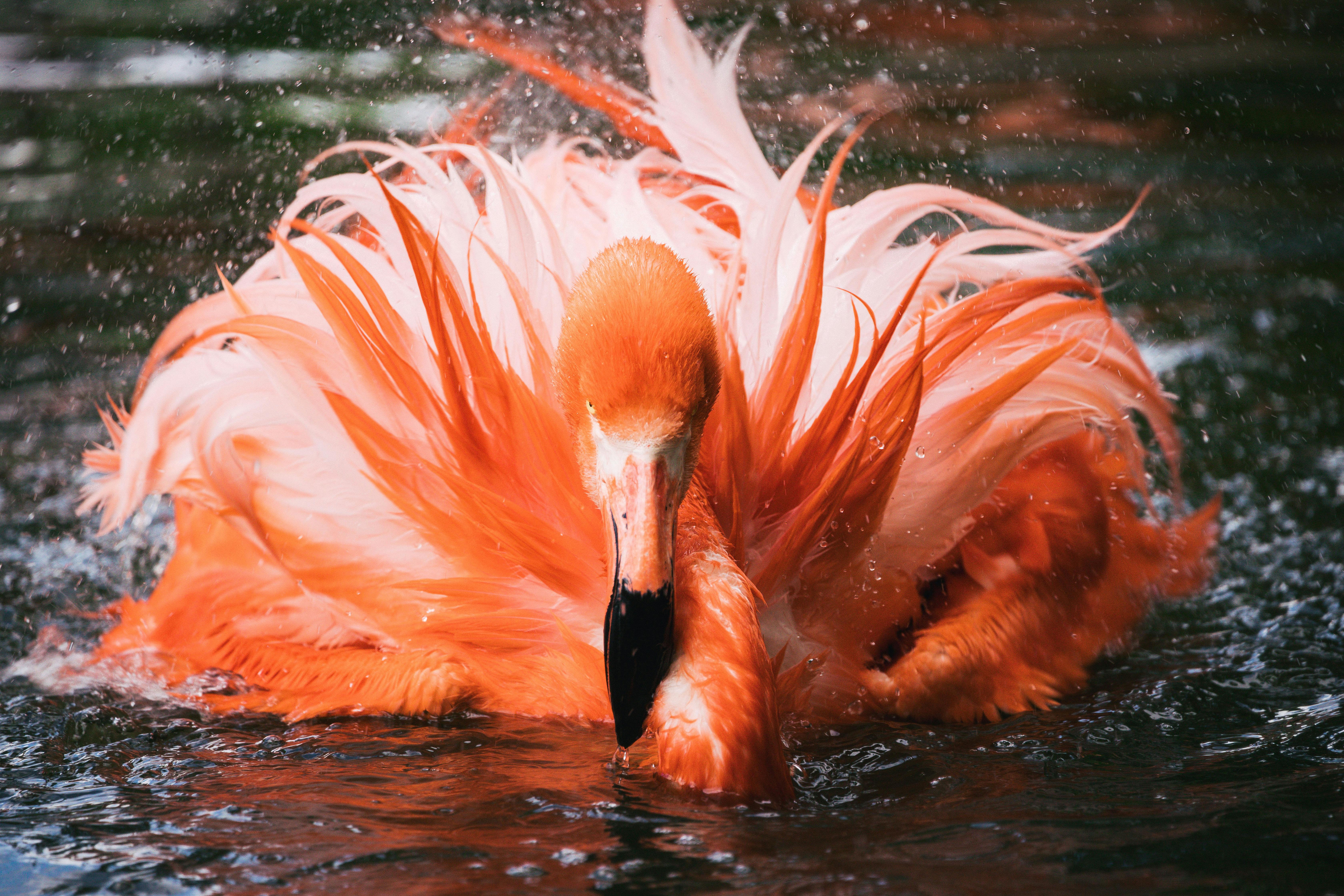Flamingo Spreading Its Wings · Free Stock Photo