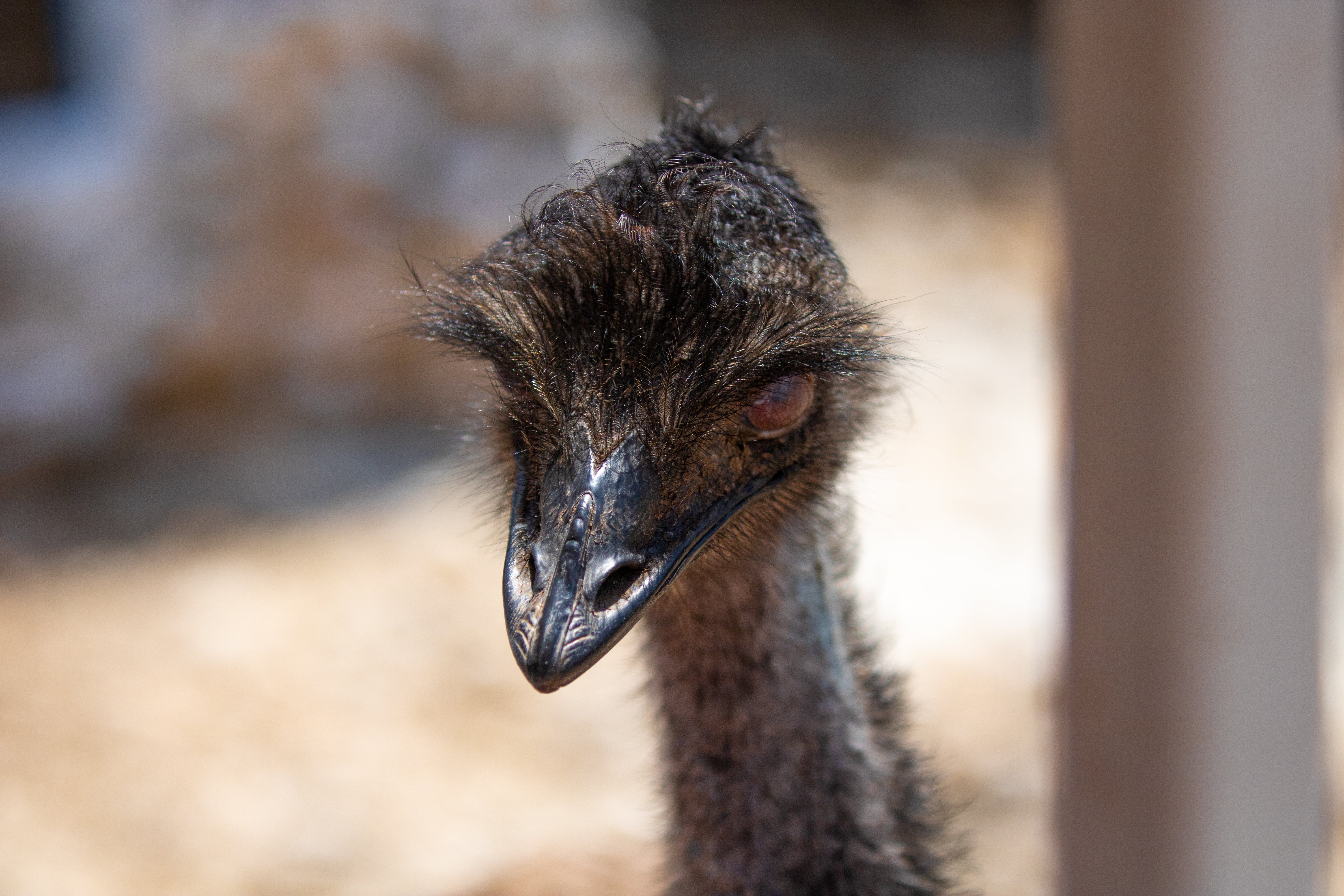 Close Up Photo of a Emu's Head · Free Stock Photo