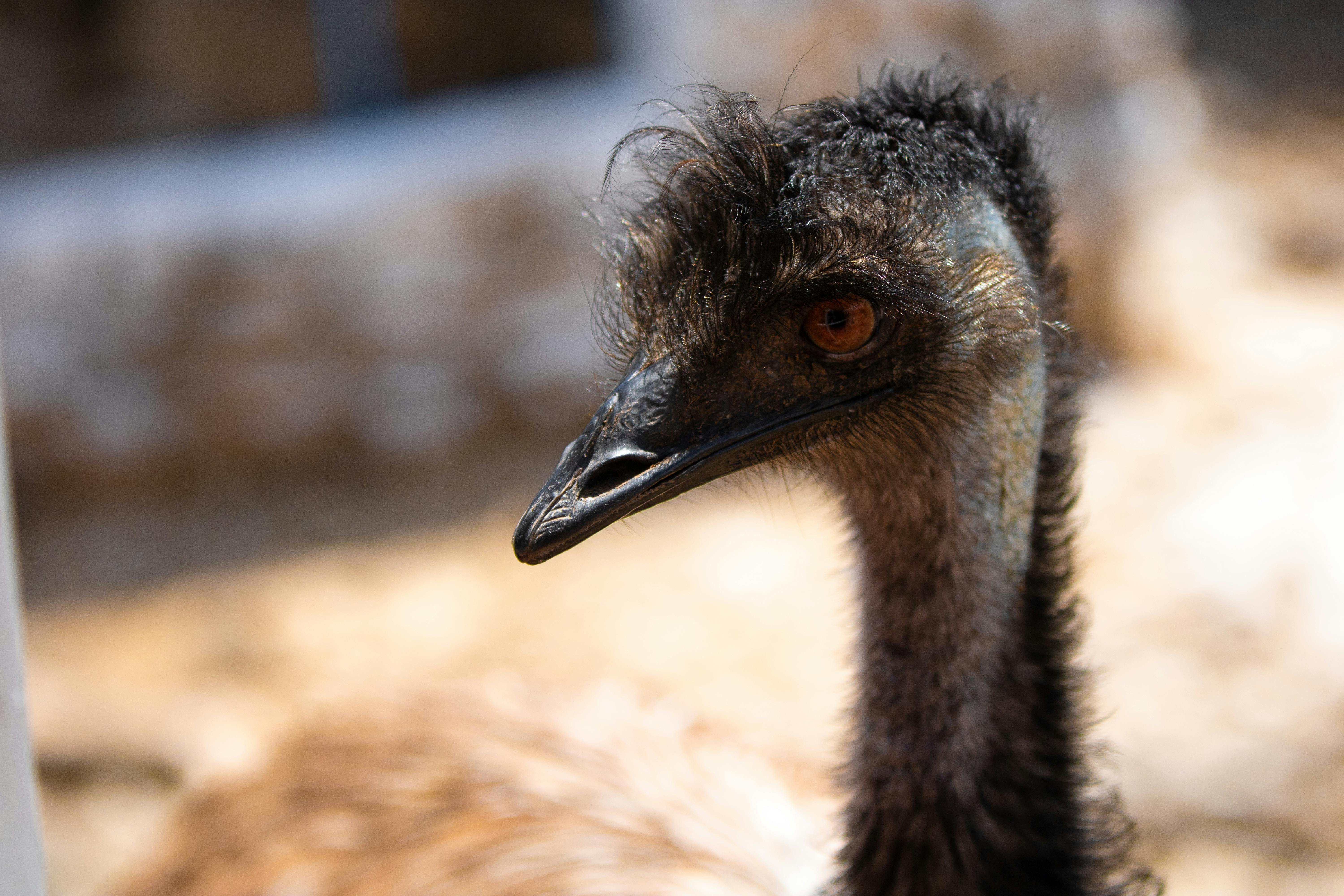 Close-Up Shot of an Emu · Free Stock Photo