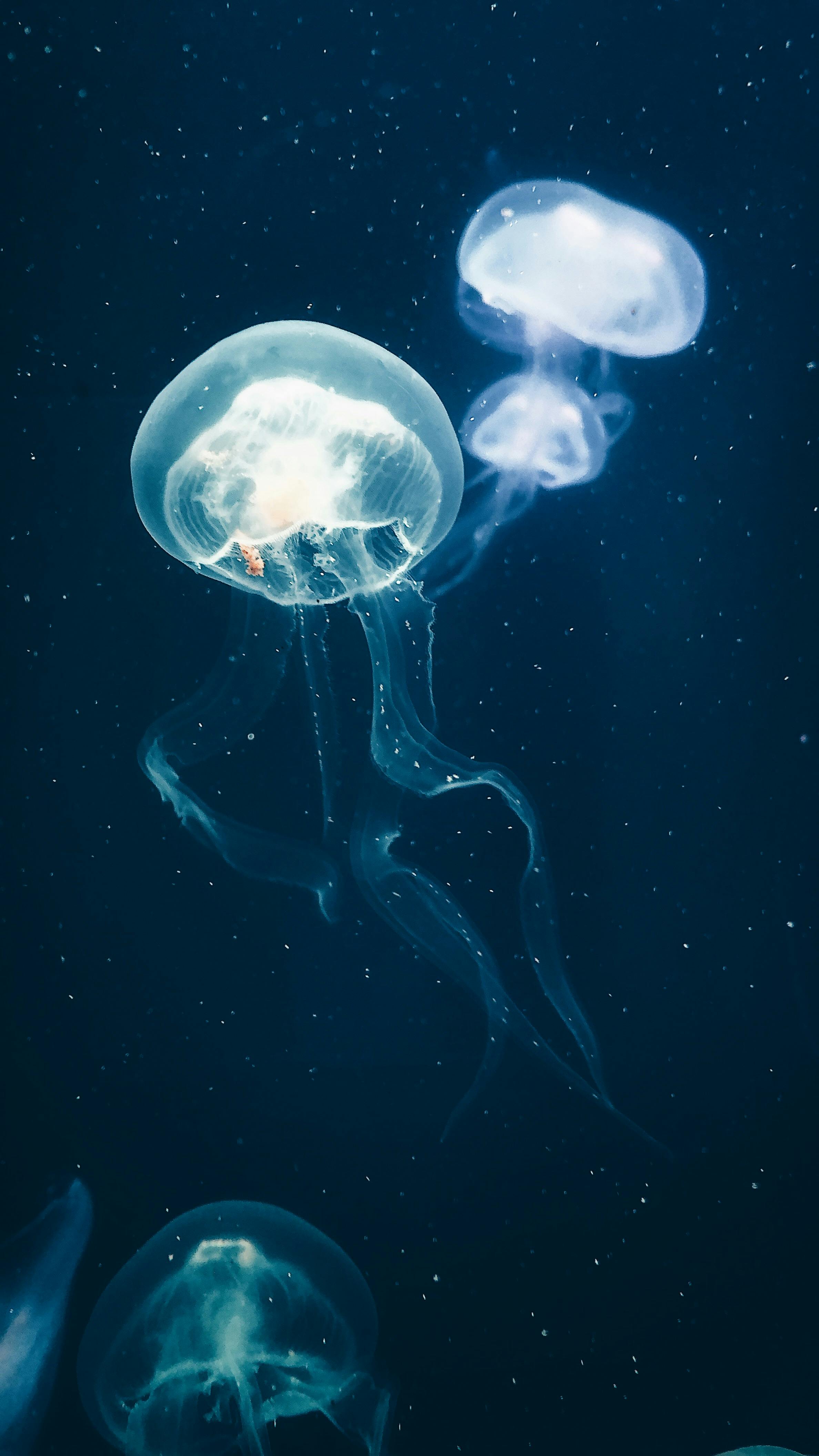 Close-Up Photo of Small Jellyfish · Free Stock Photo
