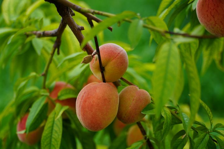When to Spray Peach Trees: A Guide to Effective Pest Control