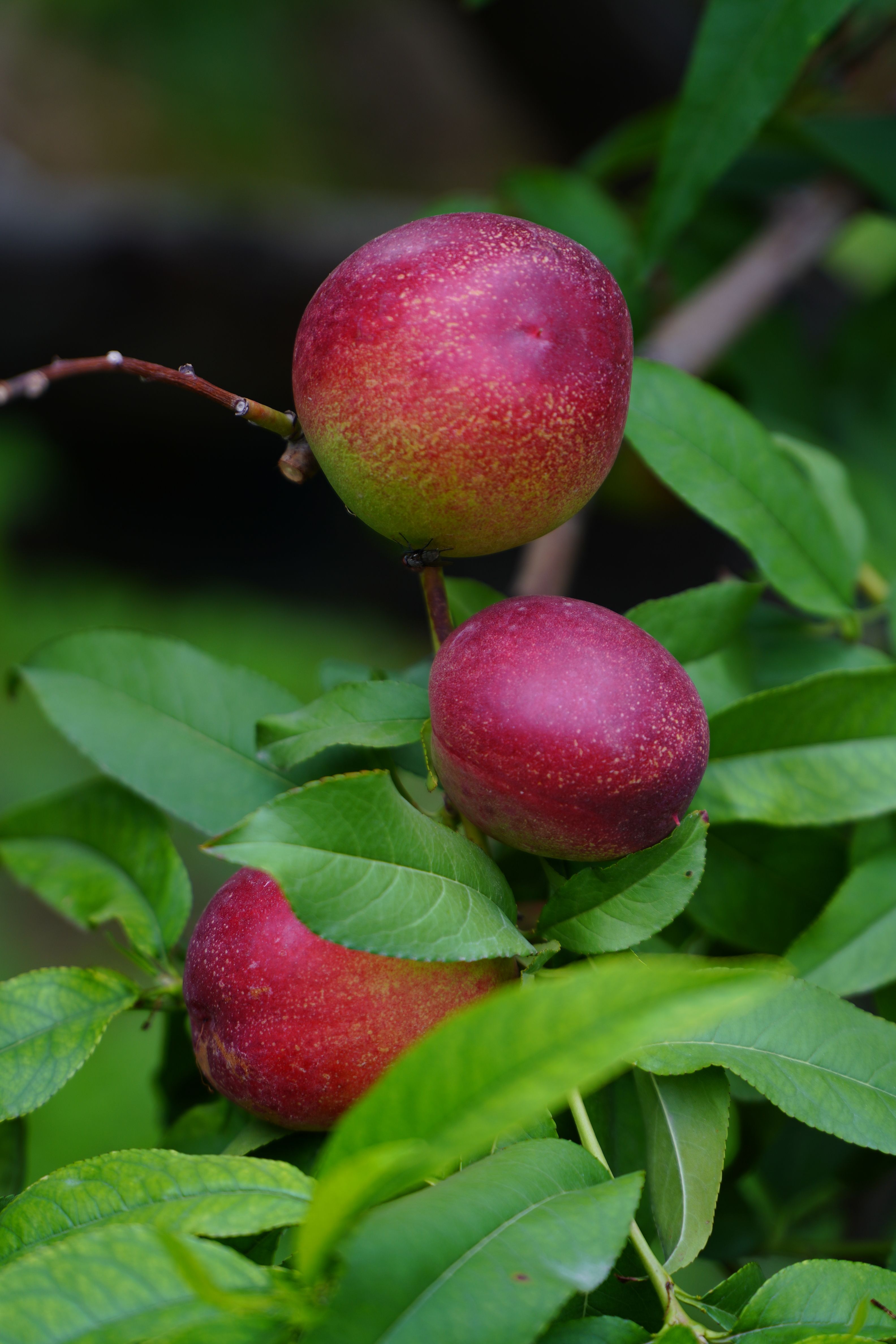 Close-up of Red Apples on the Tree Branch · Free Stock Photo
