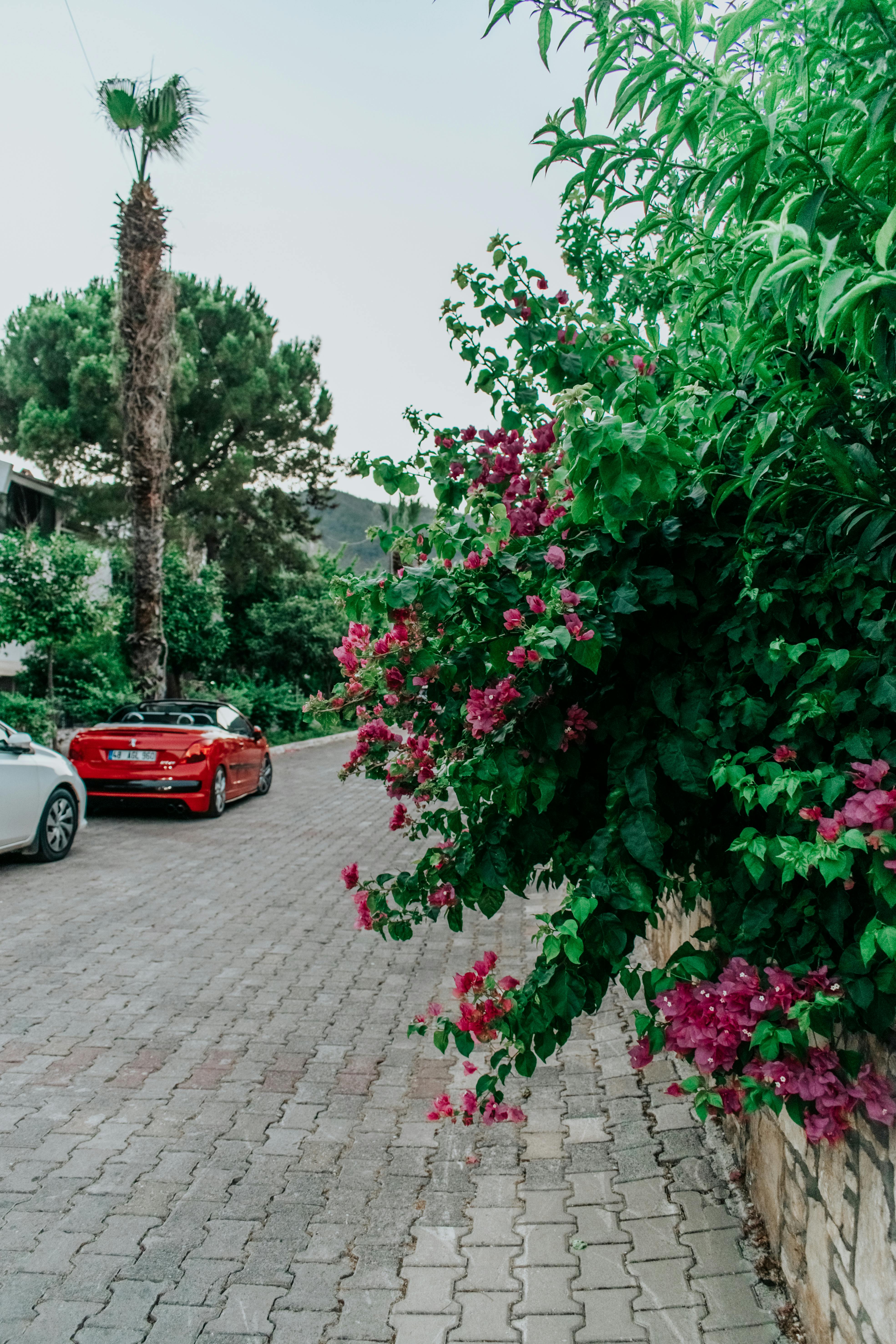 Photo of Bushes Near a Pavement · Free Stock Photo