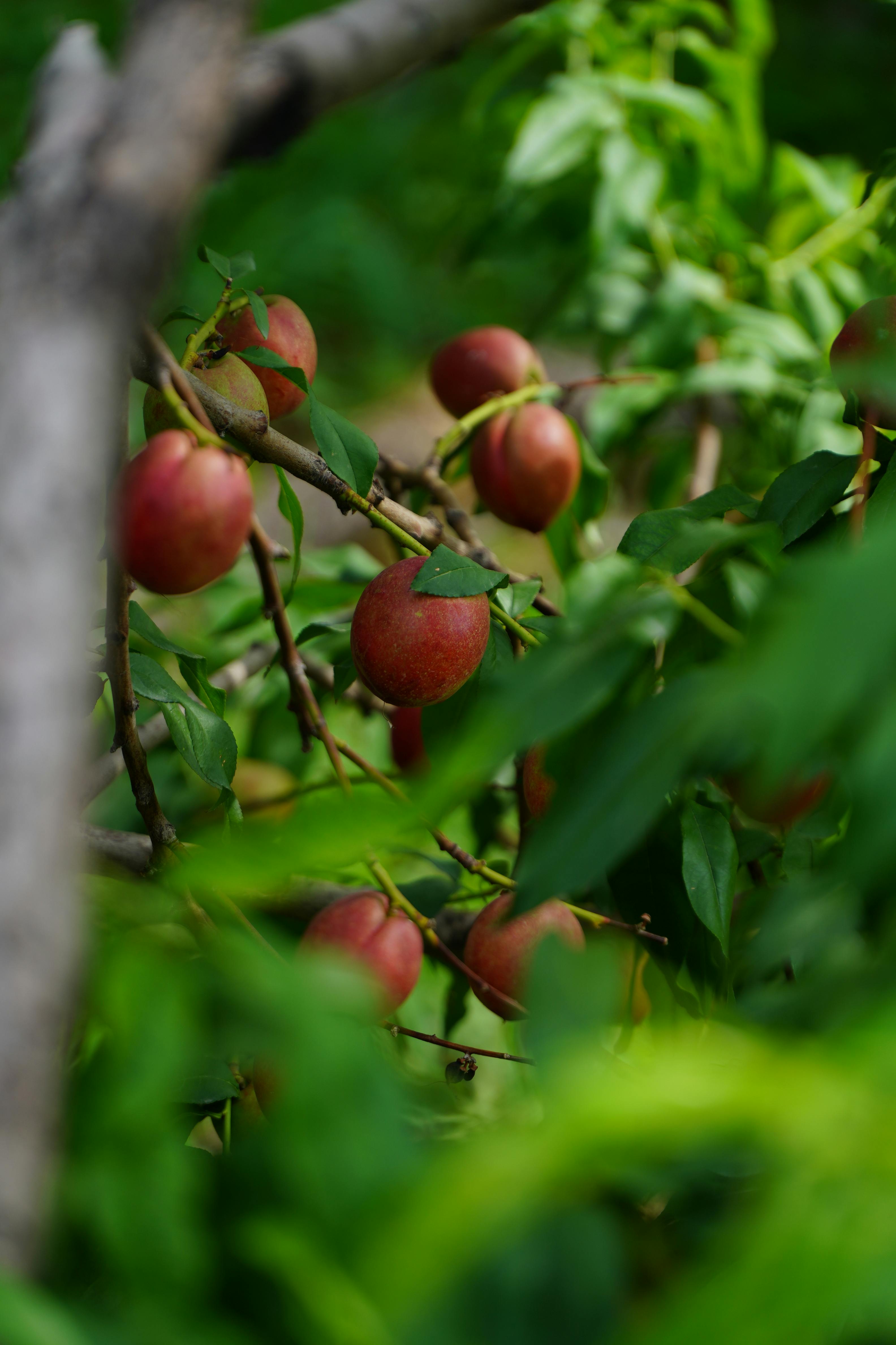 Red Round Fruits on Tree · Free Stock Photo