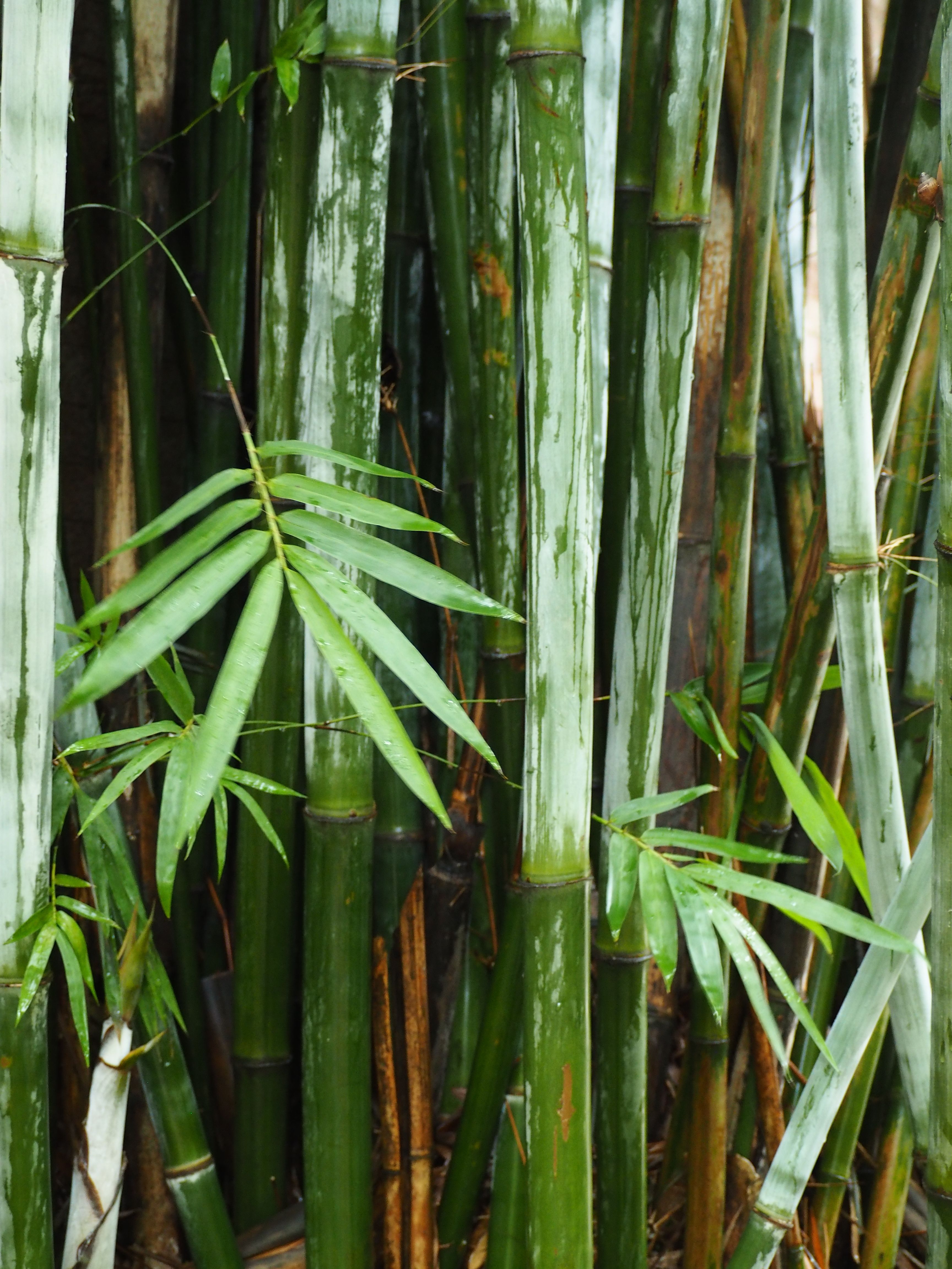Bamboo Wallpaper Photos, Download The BEST Free Bamboo Wallpaper Stock ...